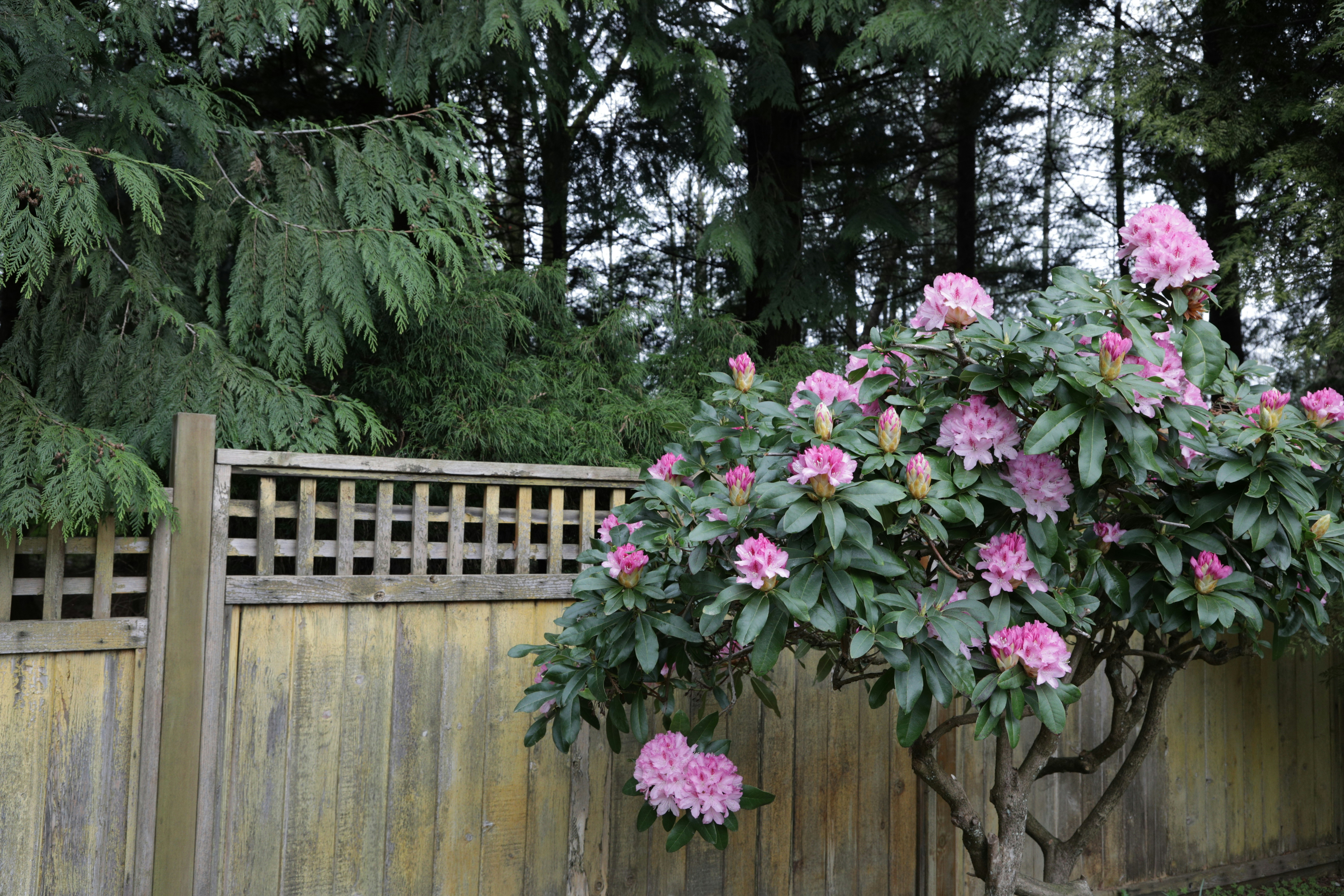 Pink Hydrangea Bough Framing a Weathered Fence