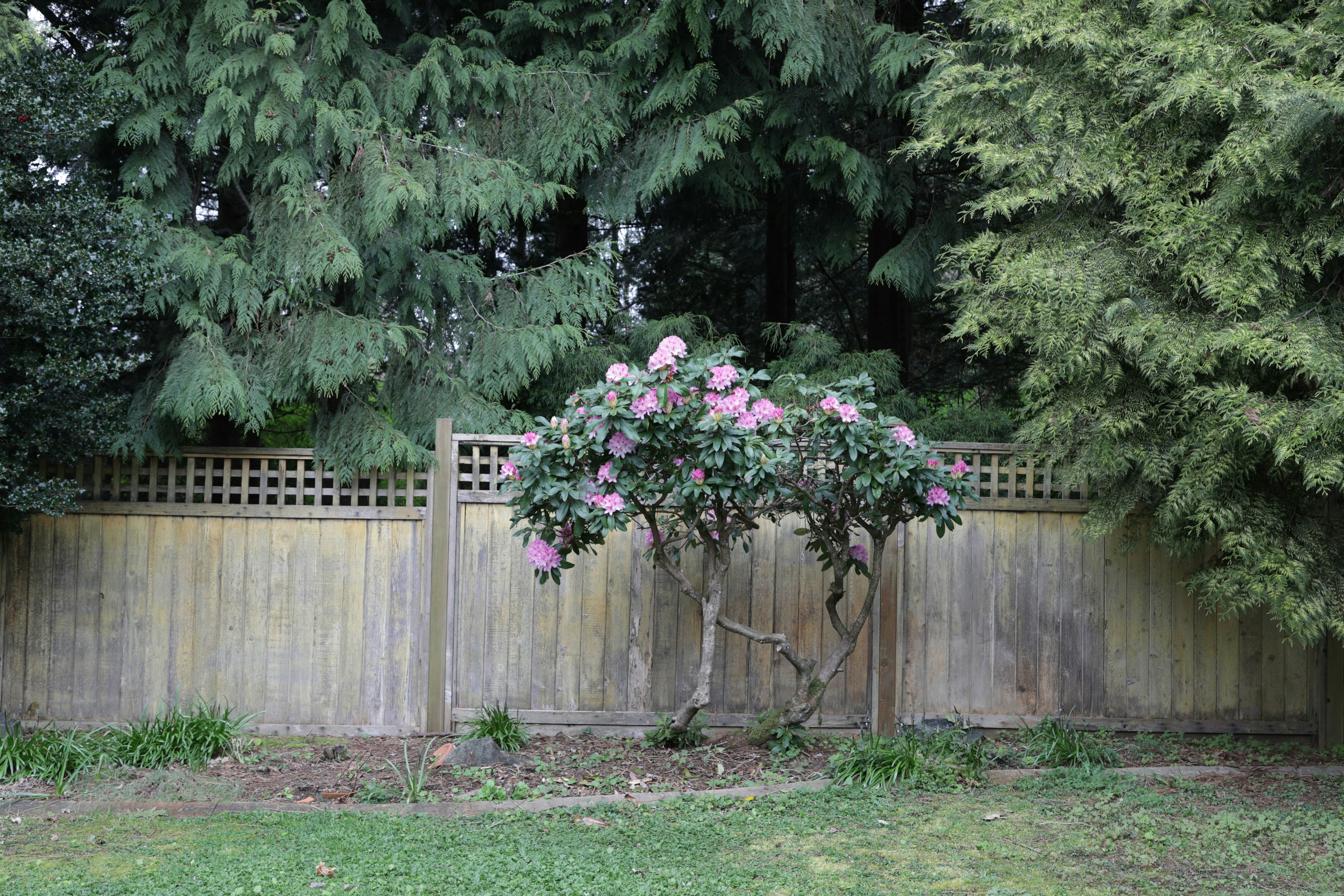 Rose Tree Framed by Weathered Fence and Evergreen Backdrop