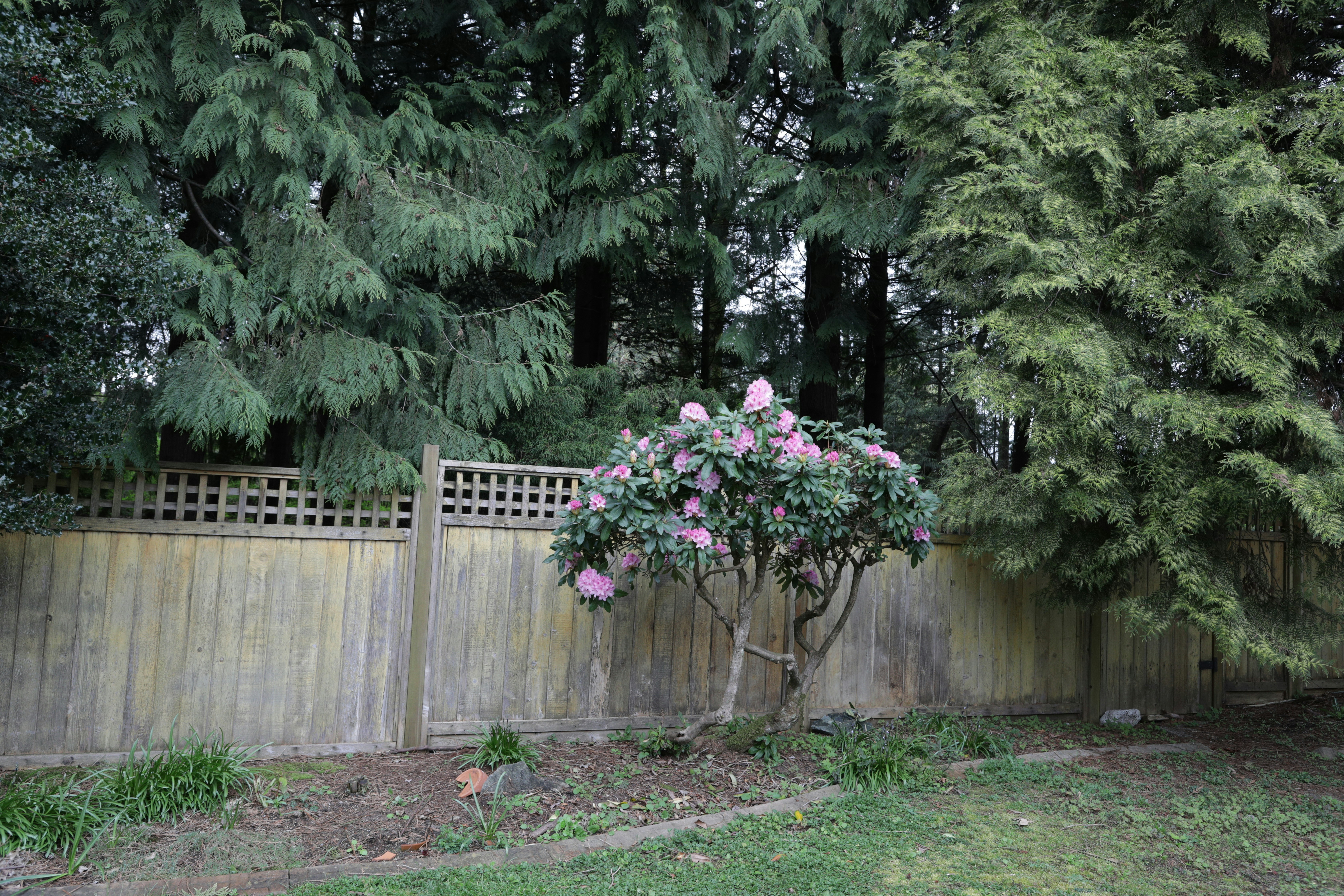 Pink bloom beneath evergreen canopy by weathered fence