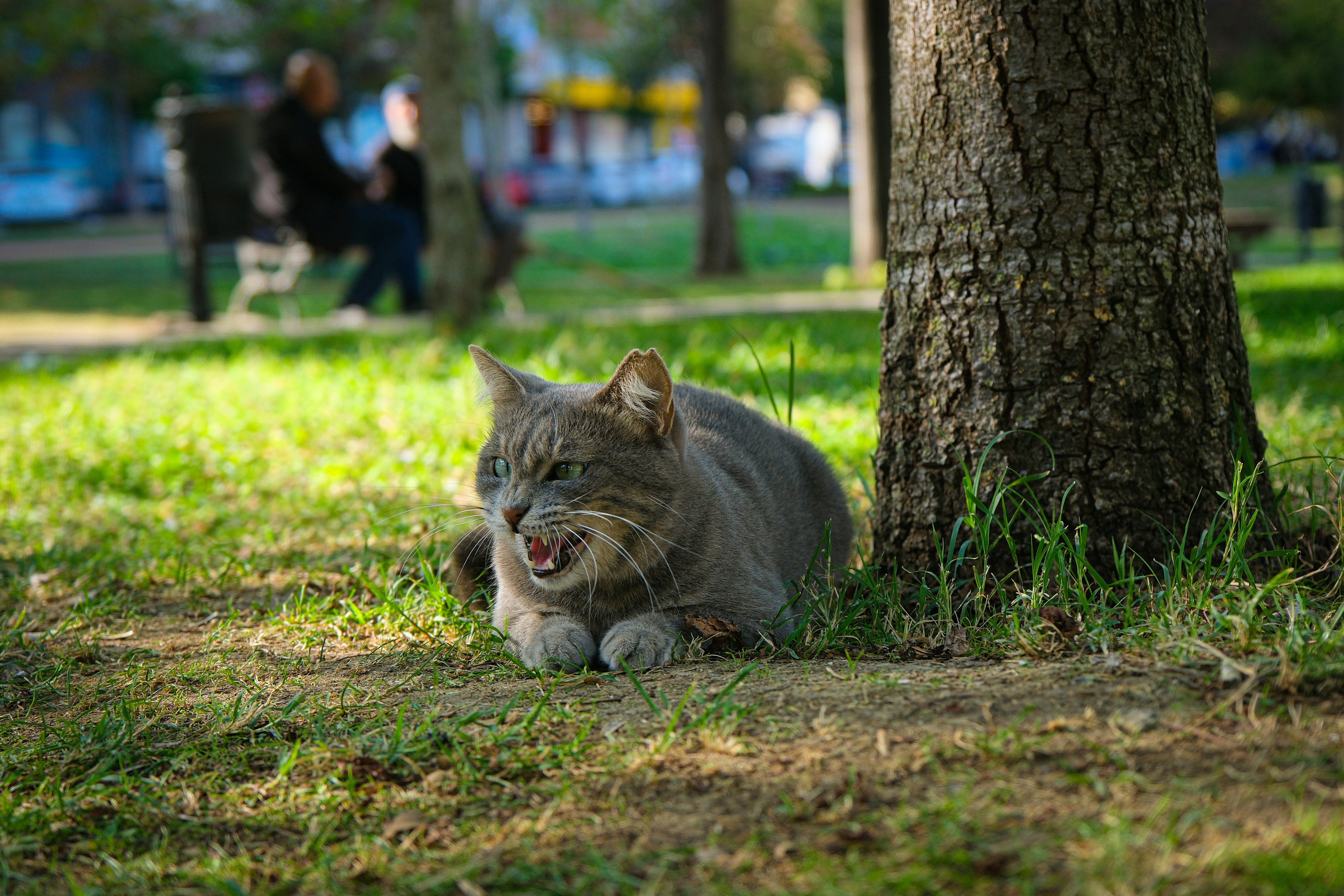 Settled in the Sun: A Park Cat Pauses by the Trunk