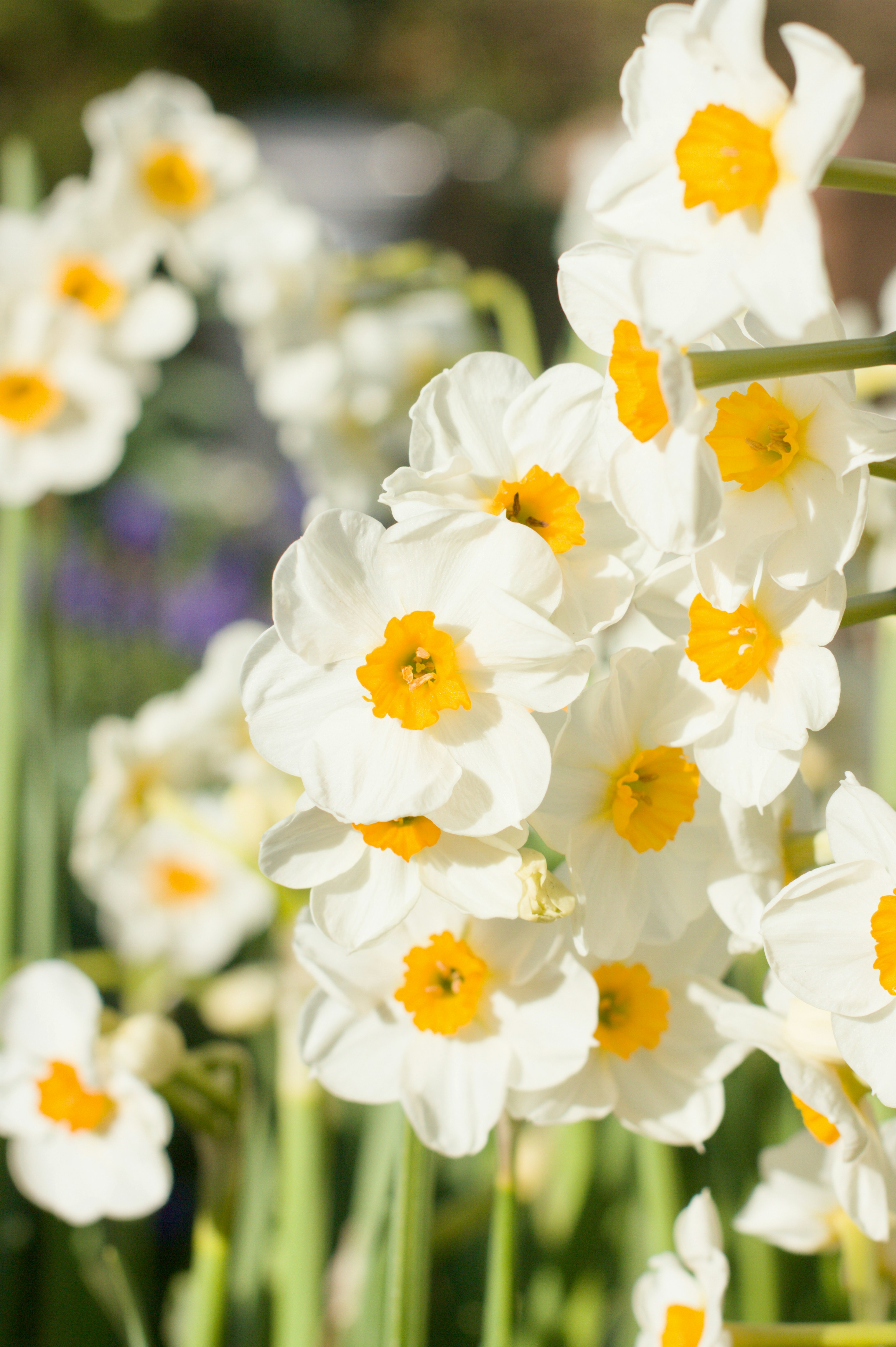 Cluster of white daffodils with yellow centers