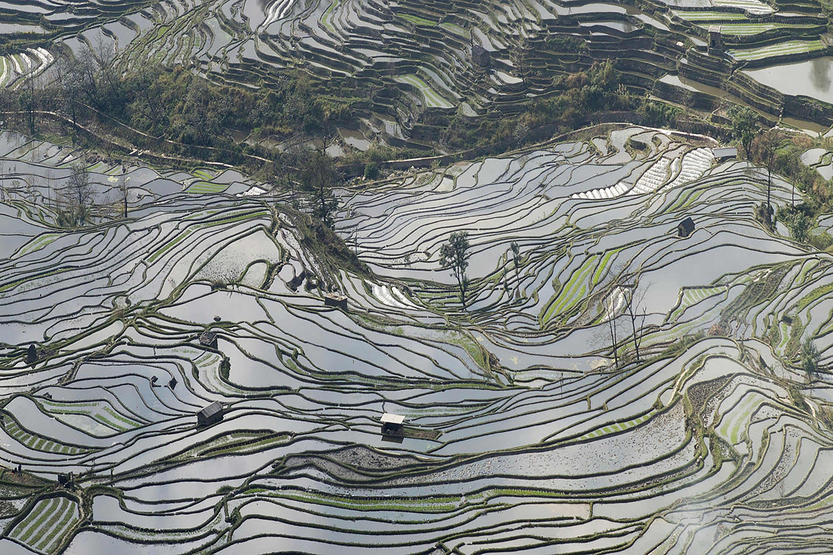 Terraced Echoes: A Liquid Landscape of Steps and Ripples
