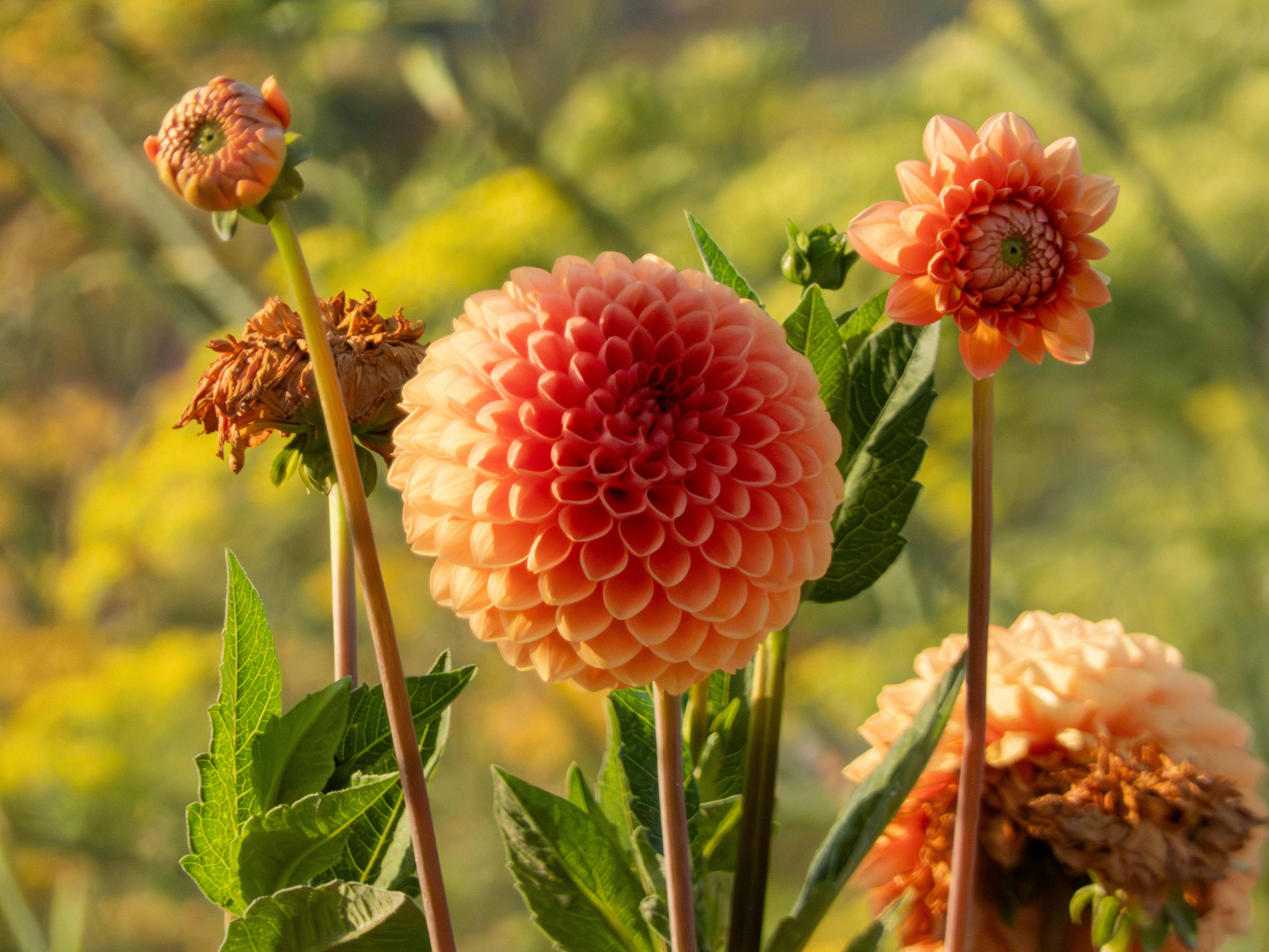 Corner Bloom: Orange Dahlias in Sunlit Garden