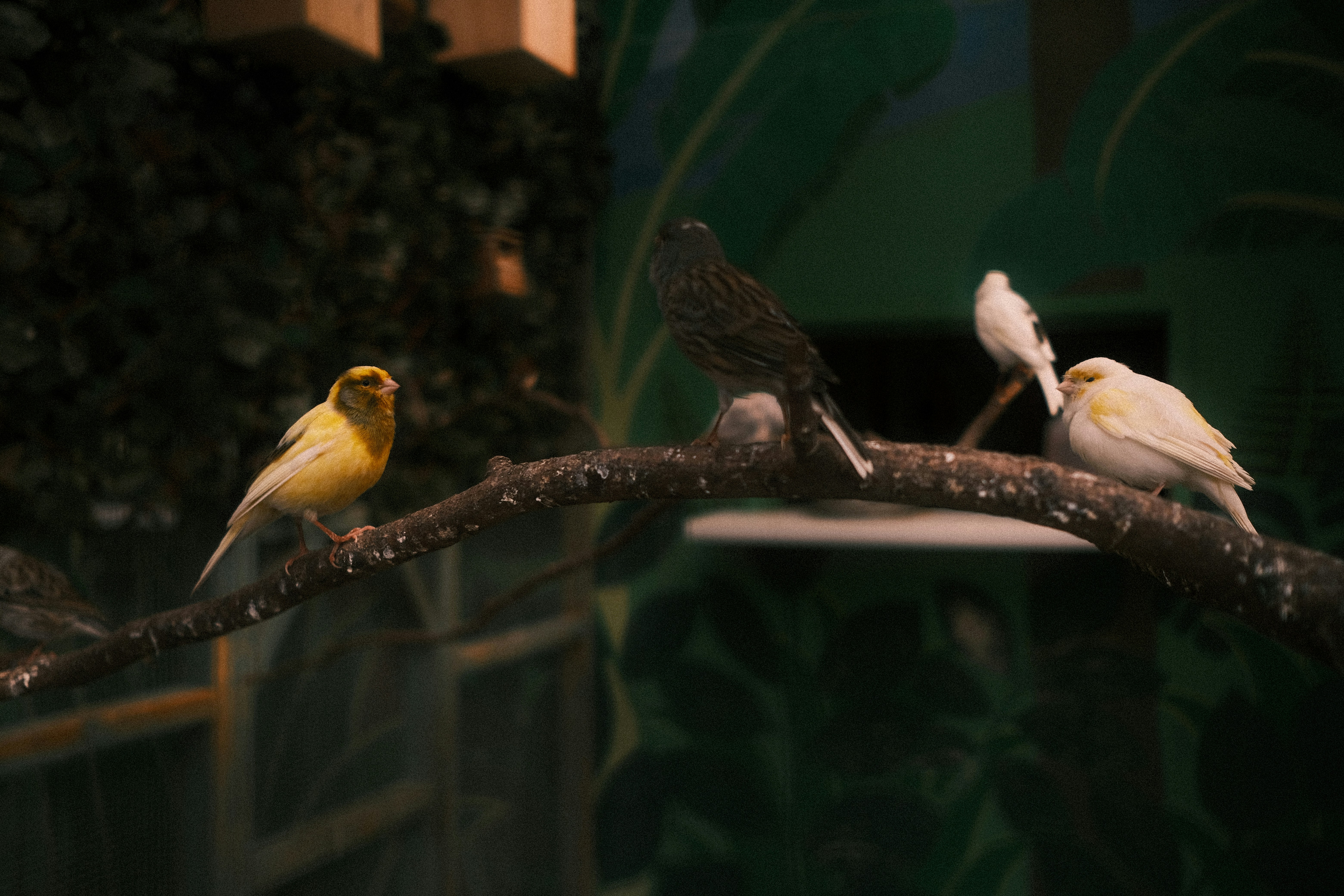 Three Perched Singers on a Moonlit Branch