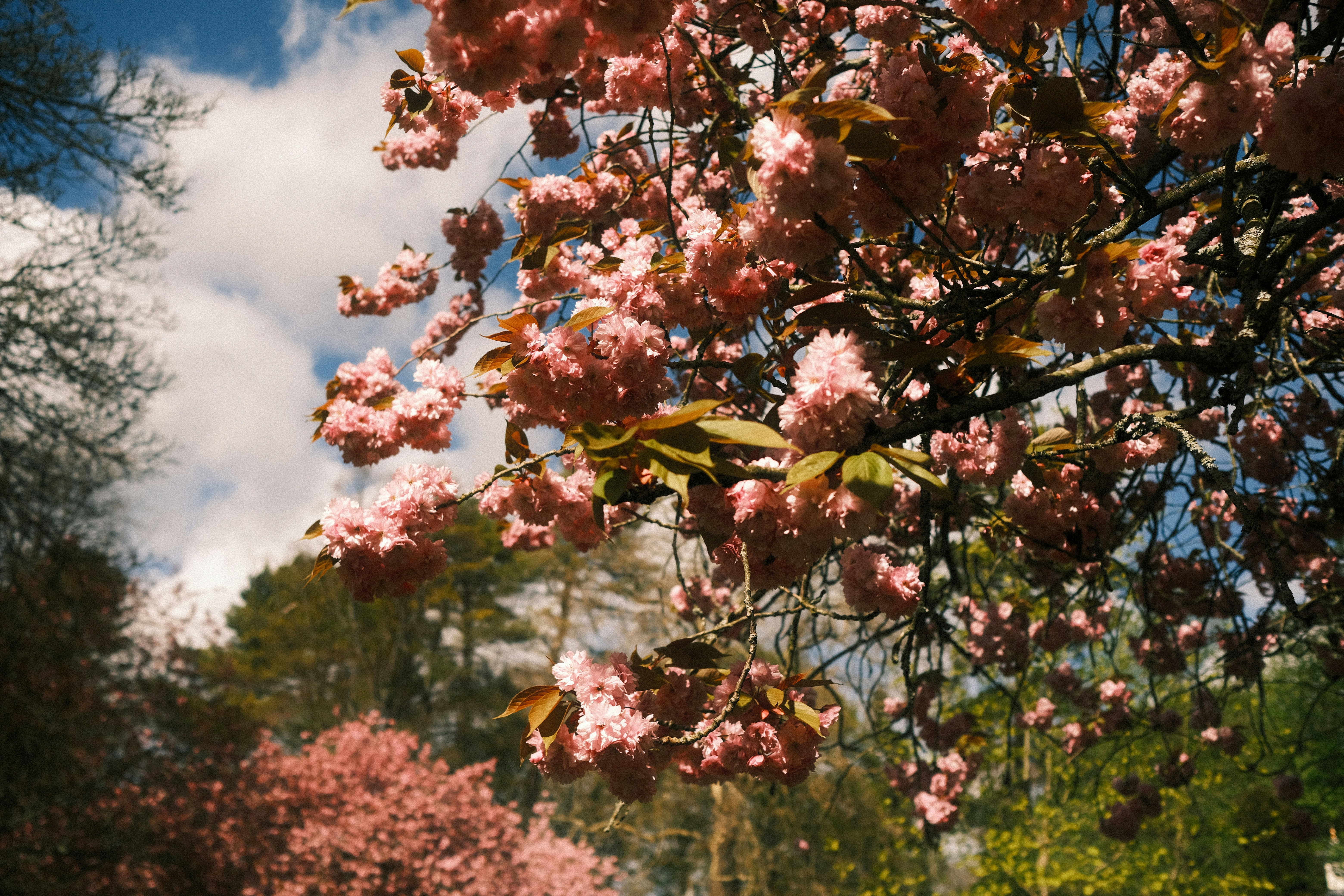 Blossoms in Focus: A Spring Canopy