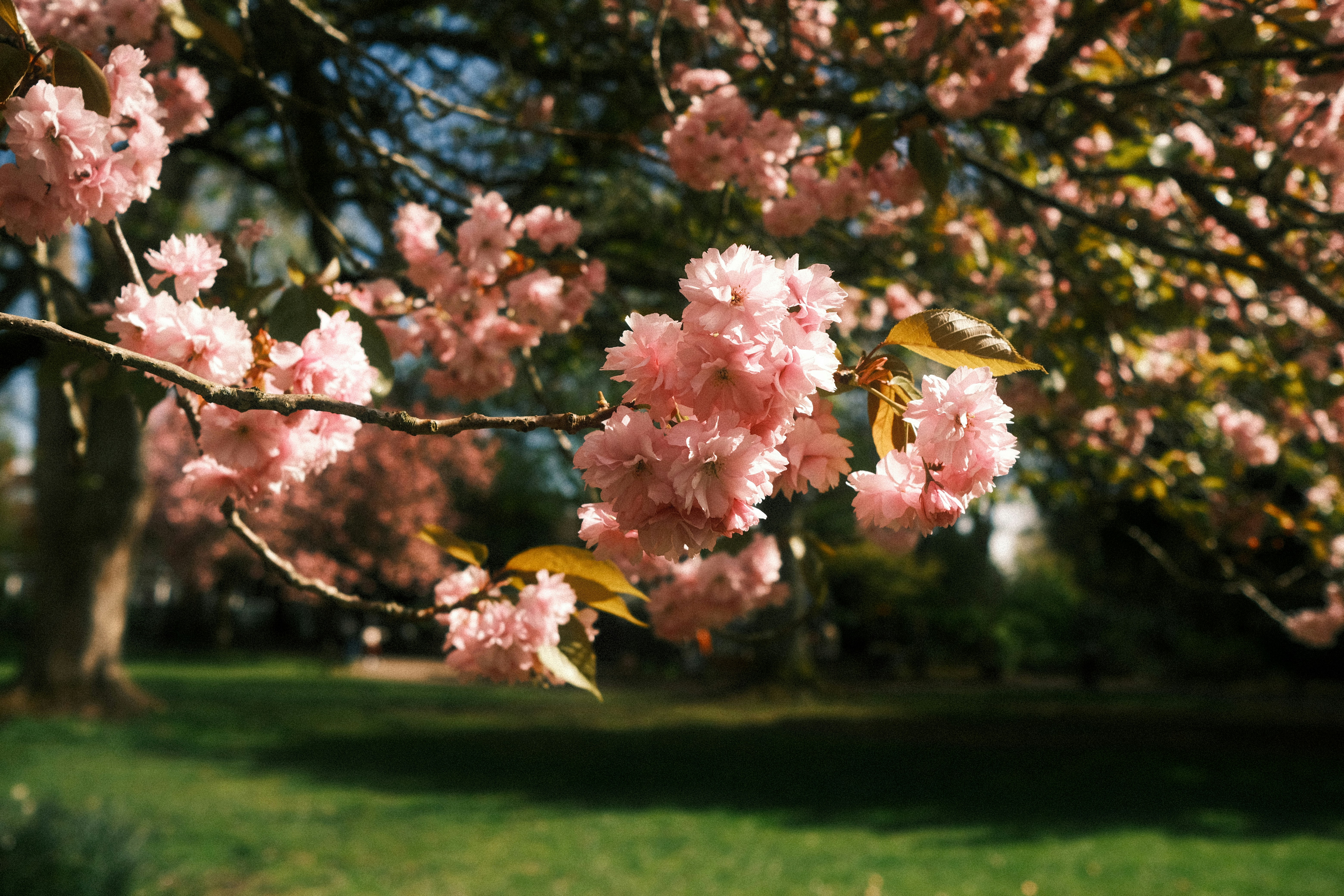 Soft Pink Bloom: A Branch in Focus against a Quiet Park