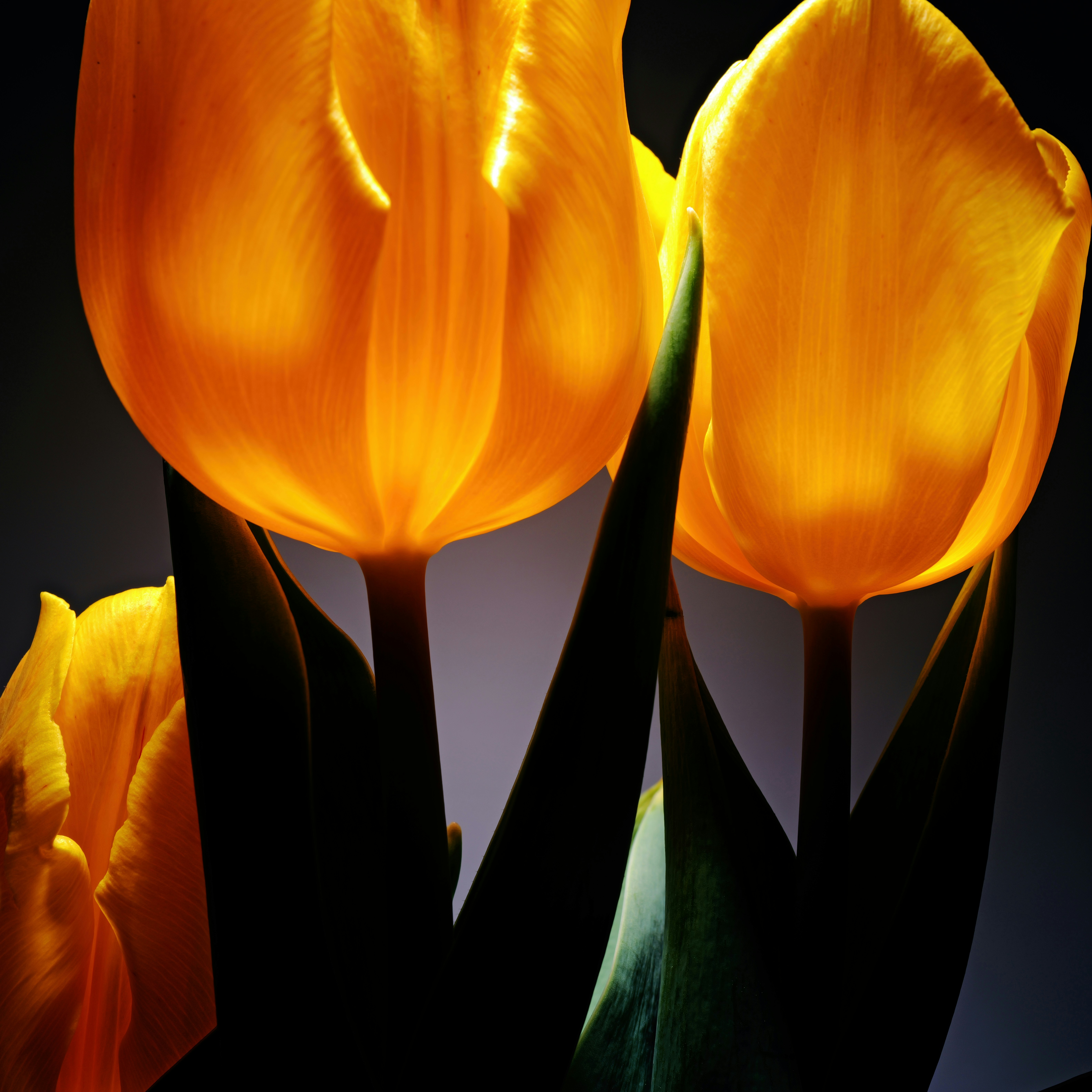 Golden Tulips in Backlit Silhouette