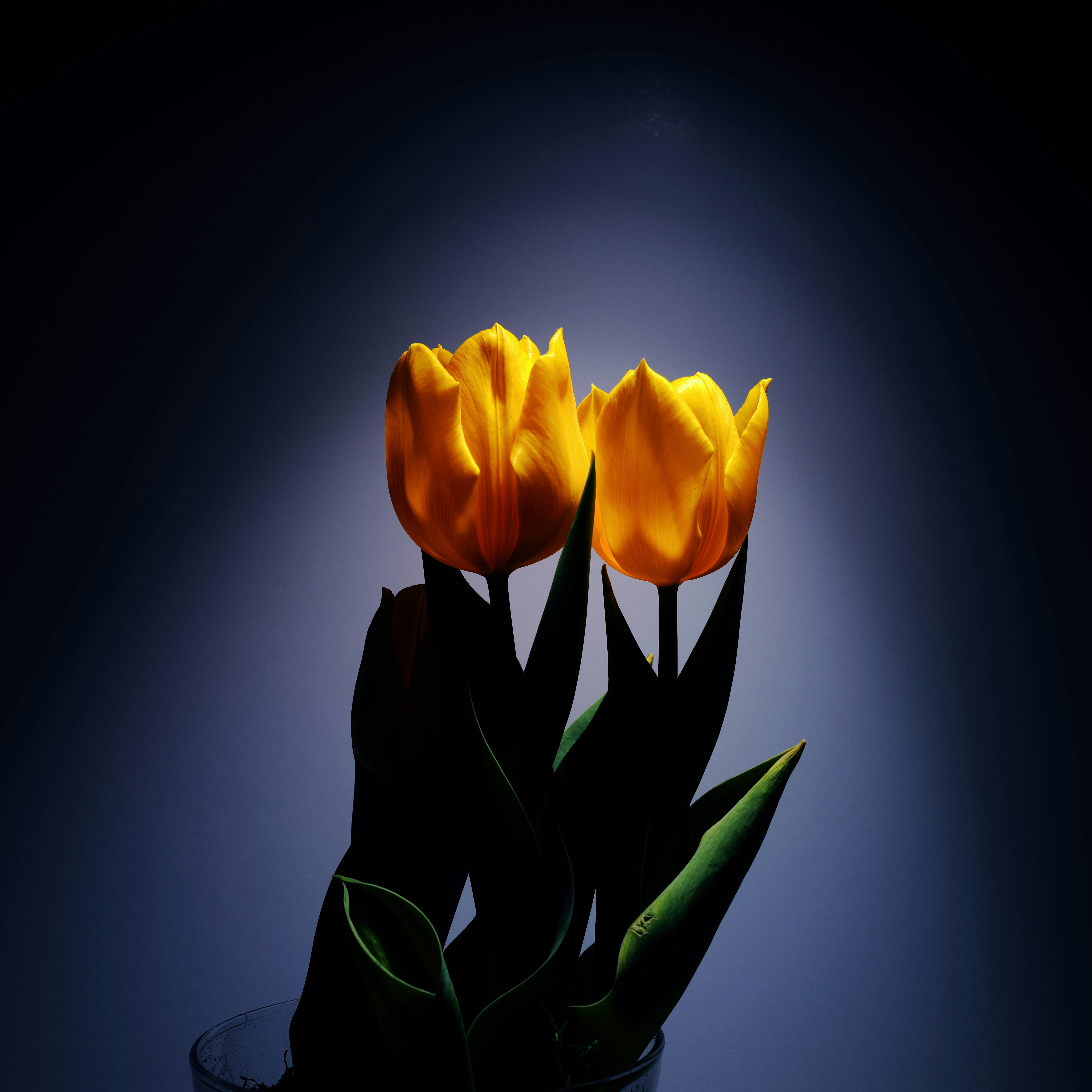 Golden Tulips in a Velvet Backdrop