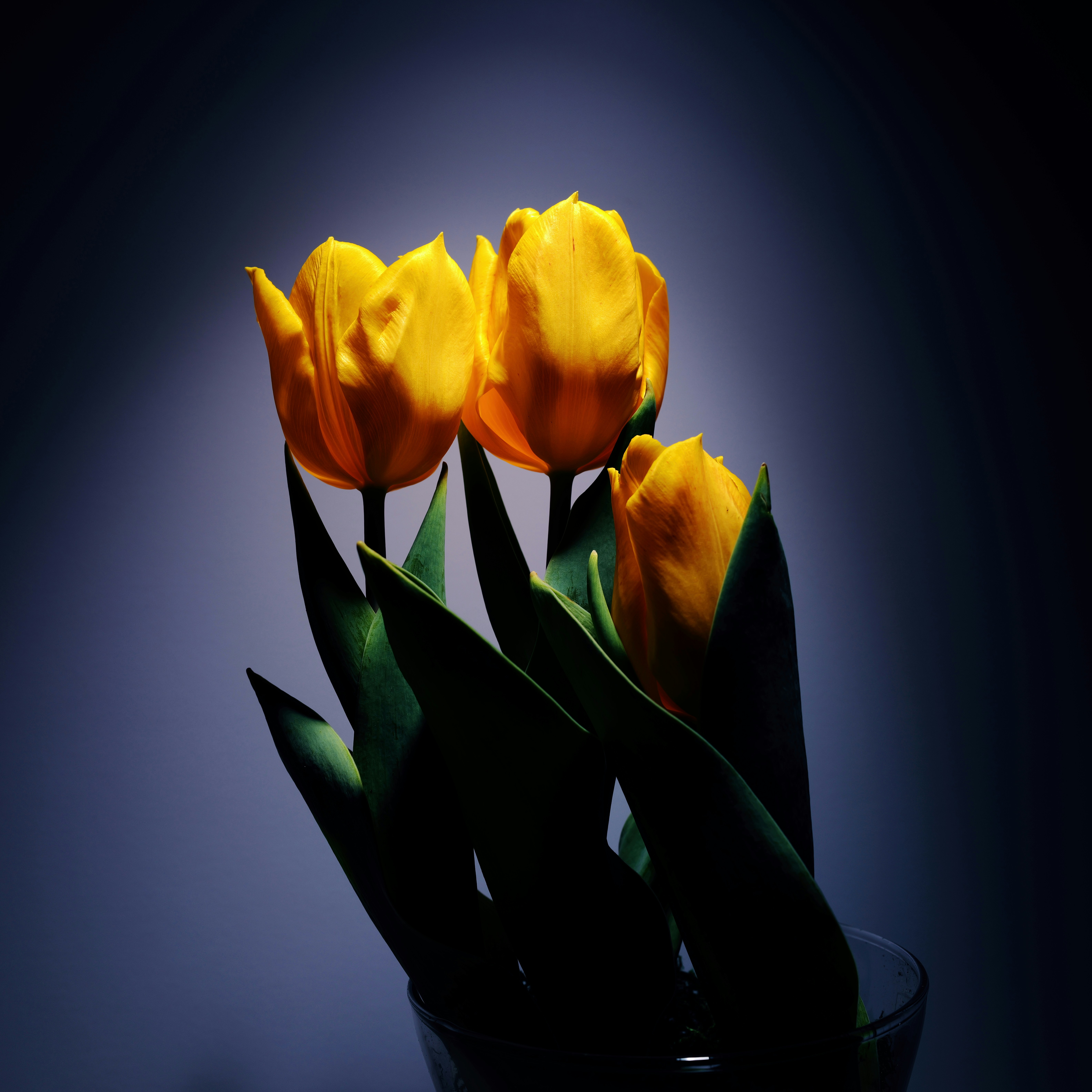 Golden Tulips In a Midnight Backdrop