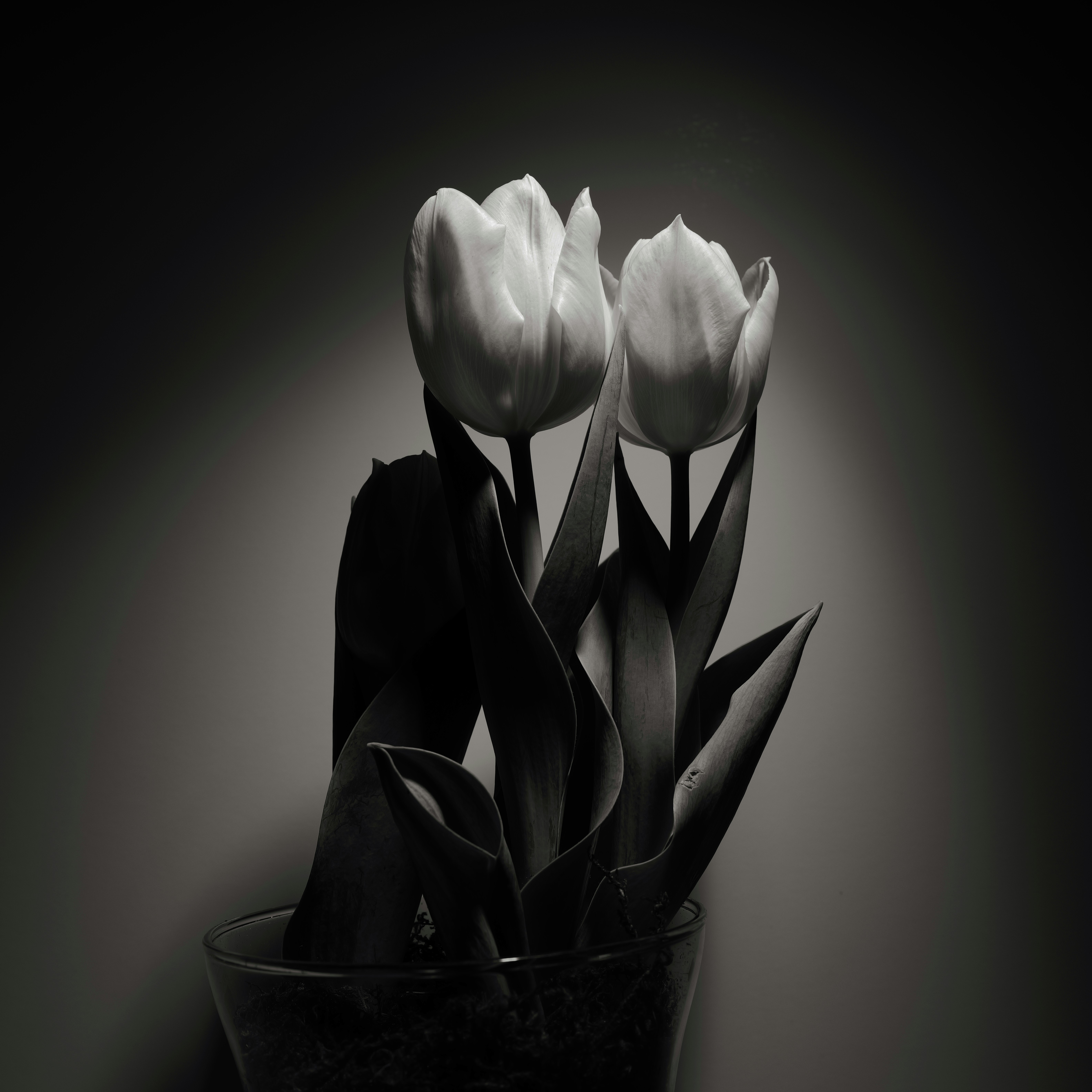 Monochrome Tulips in a Halo of Light