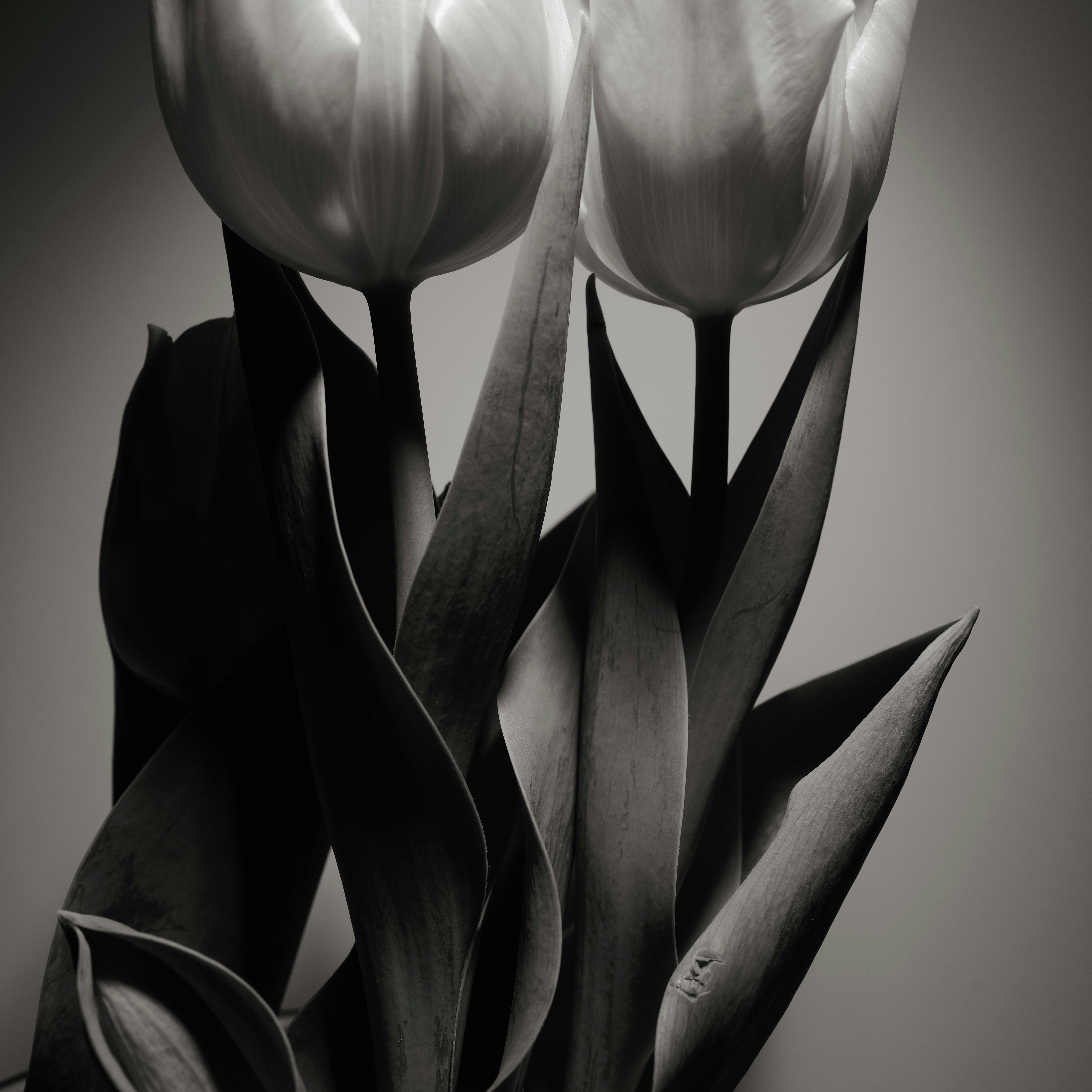 Monochrome Tulip Portrait: Echoes of Petals and Shadow