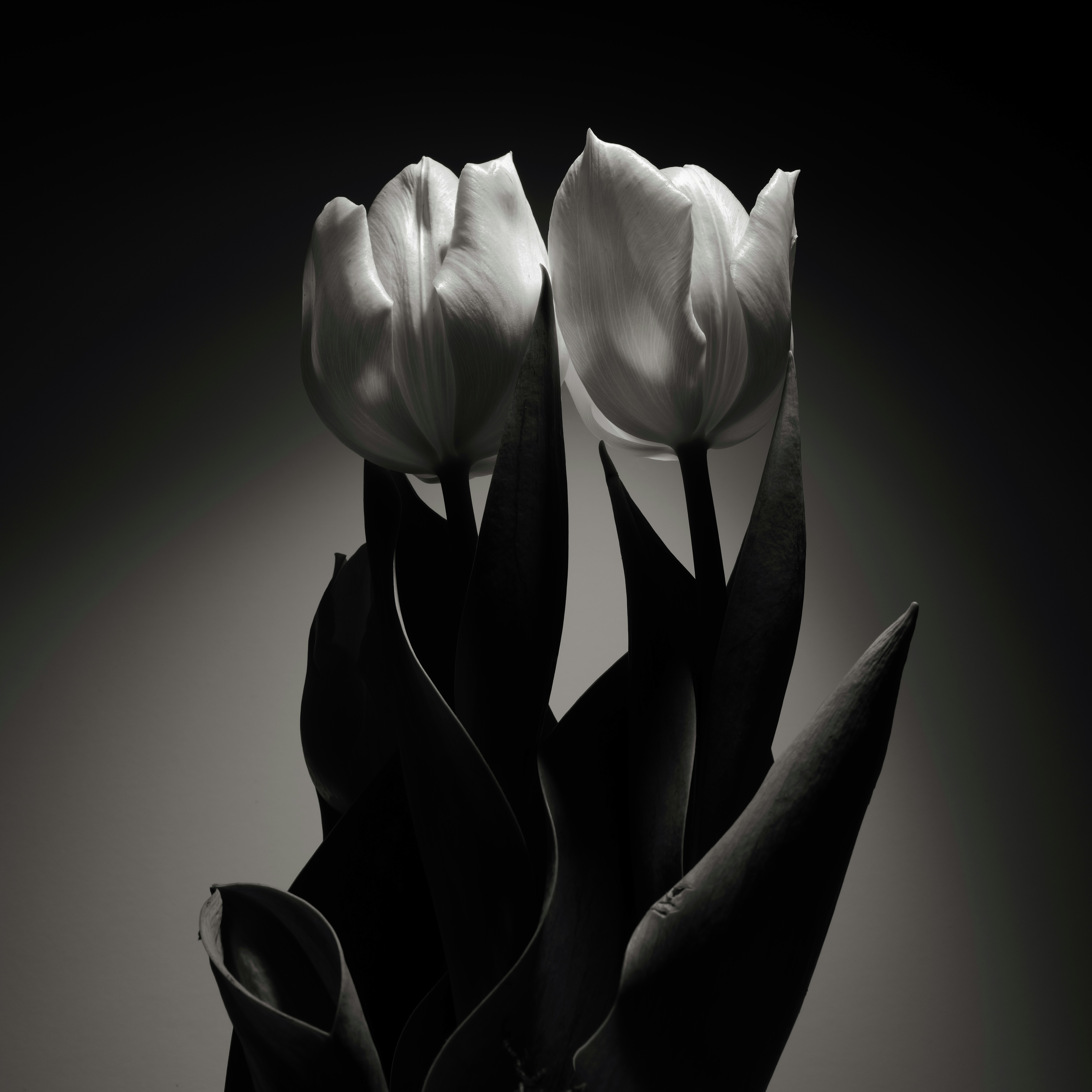 Moonlit Tulips: A Narrow Beam Illuminates Black-and-White Bloom