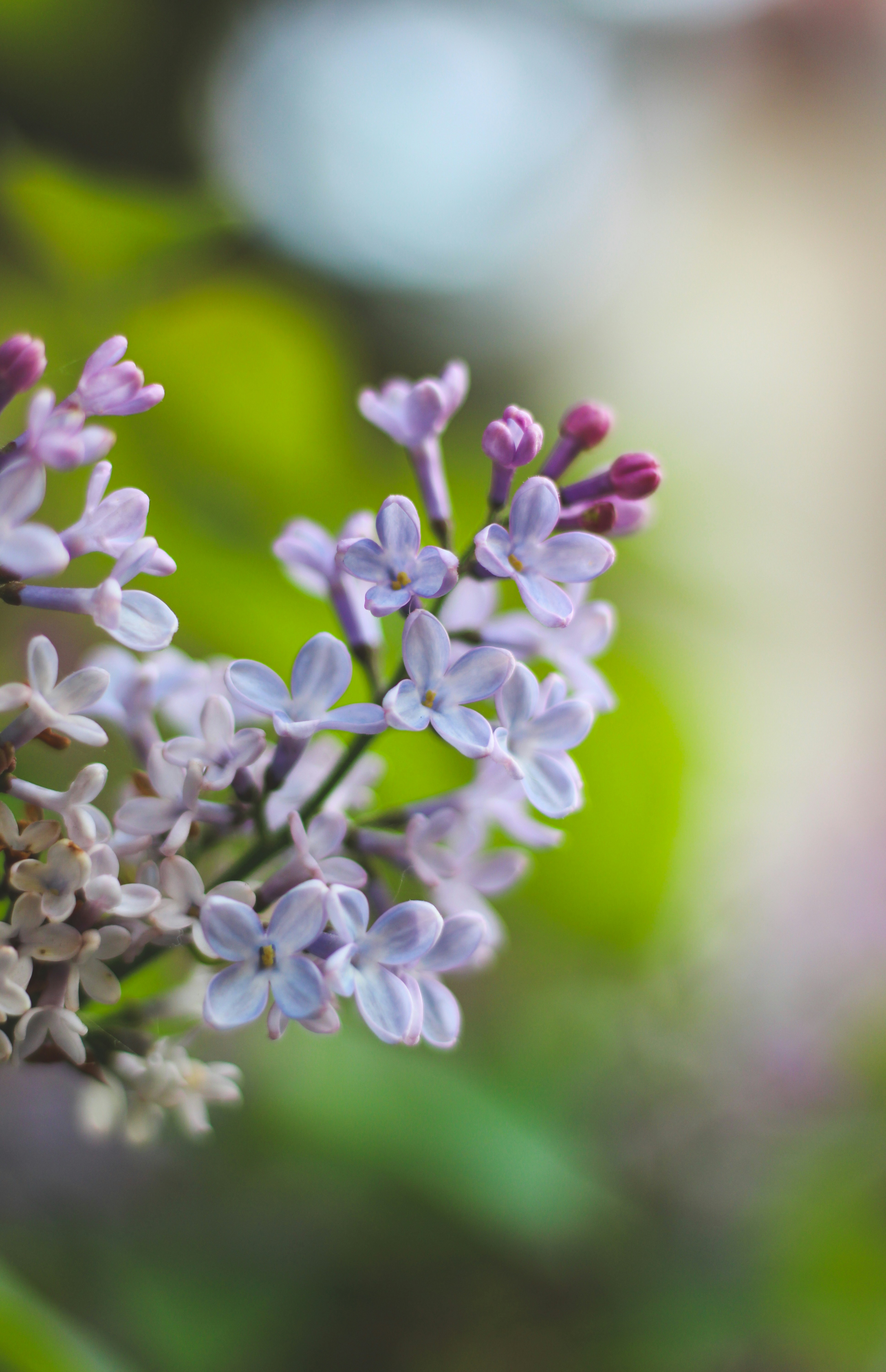 Lilac Blossom in Soft Focus: A Quiet Macro Moment