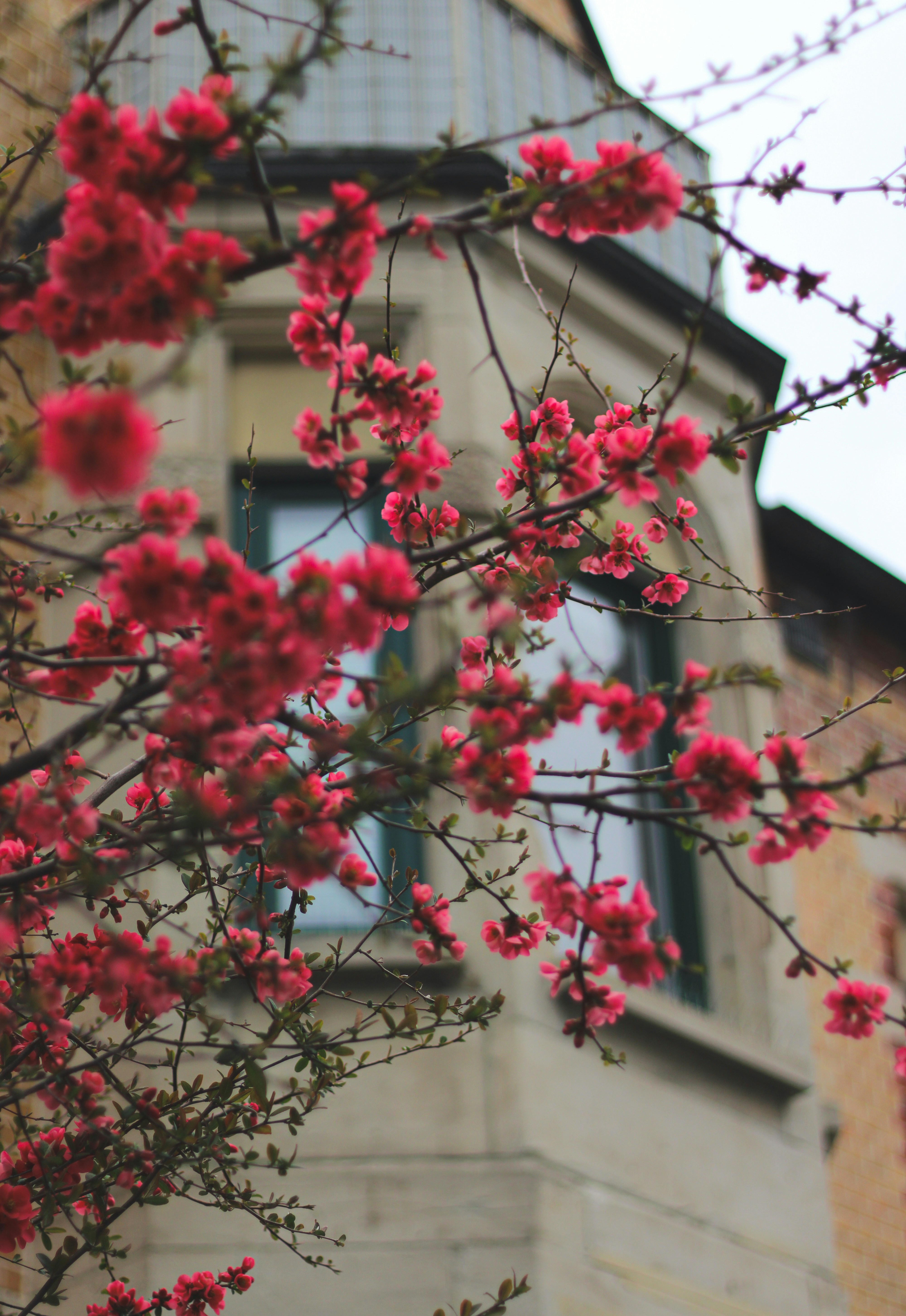 Blossoms in Focus Against a Brick House