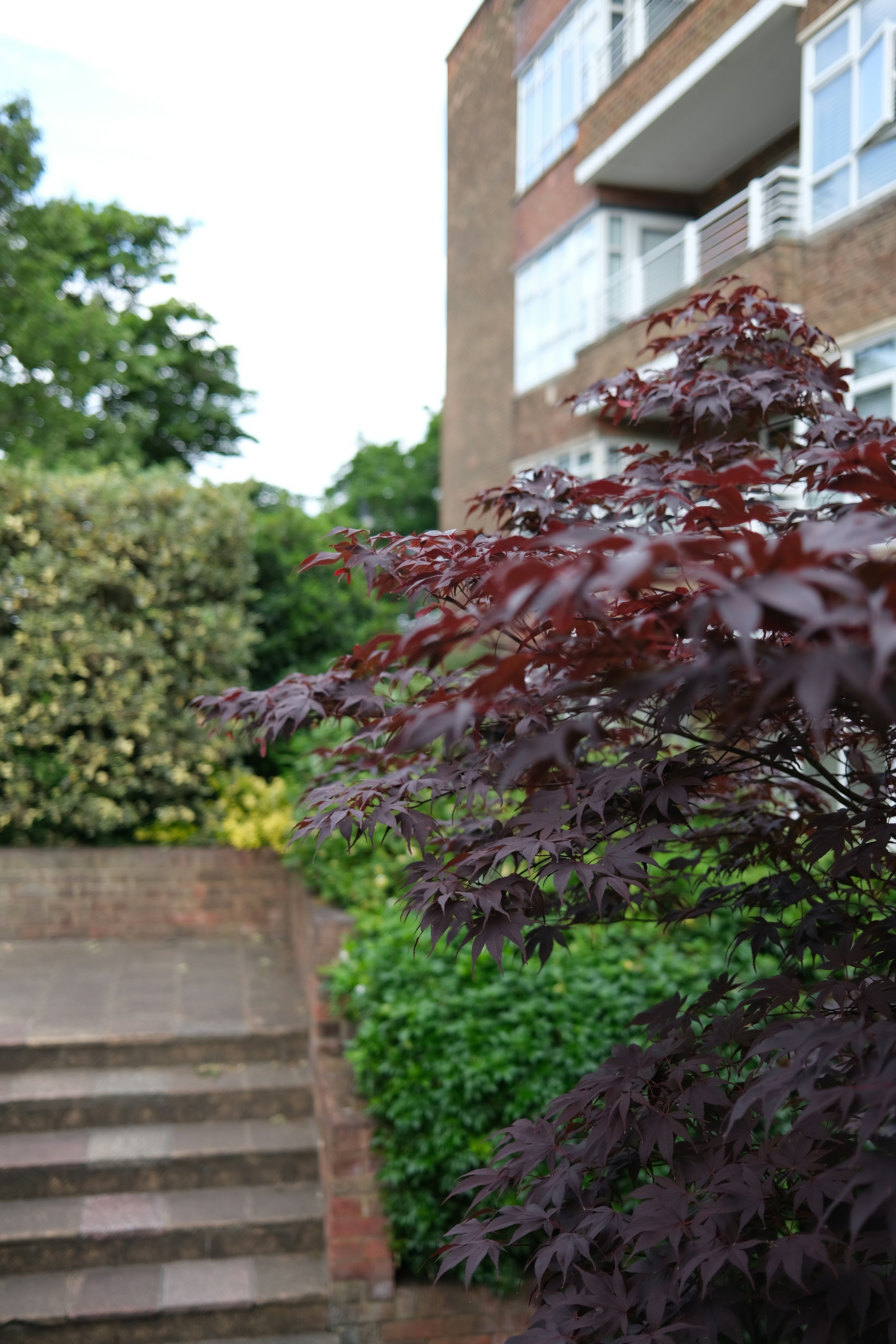 Urban Japanese Maple in a Brick-Work Terrace