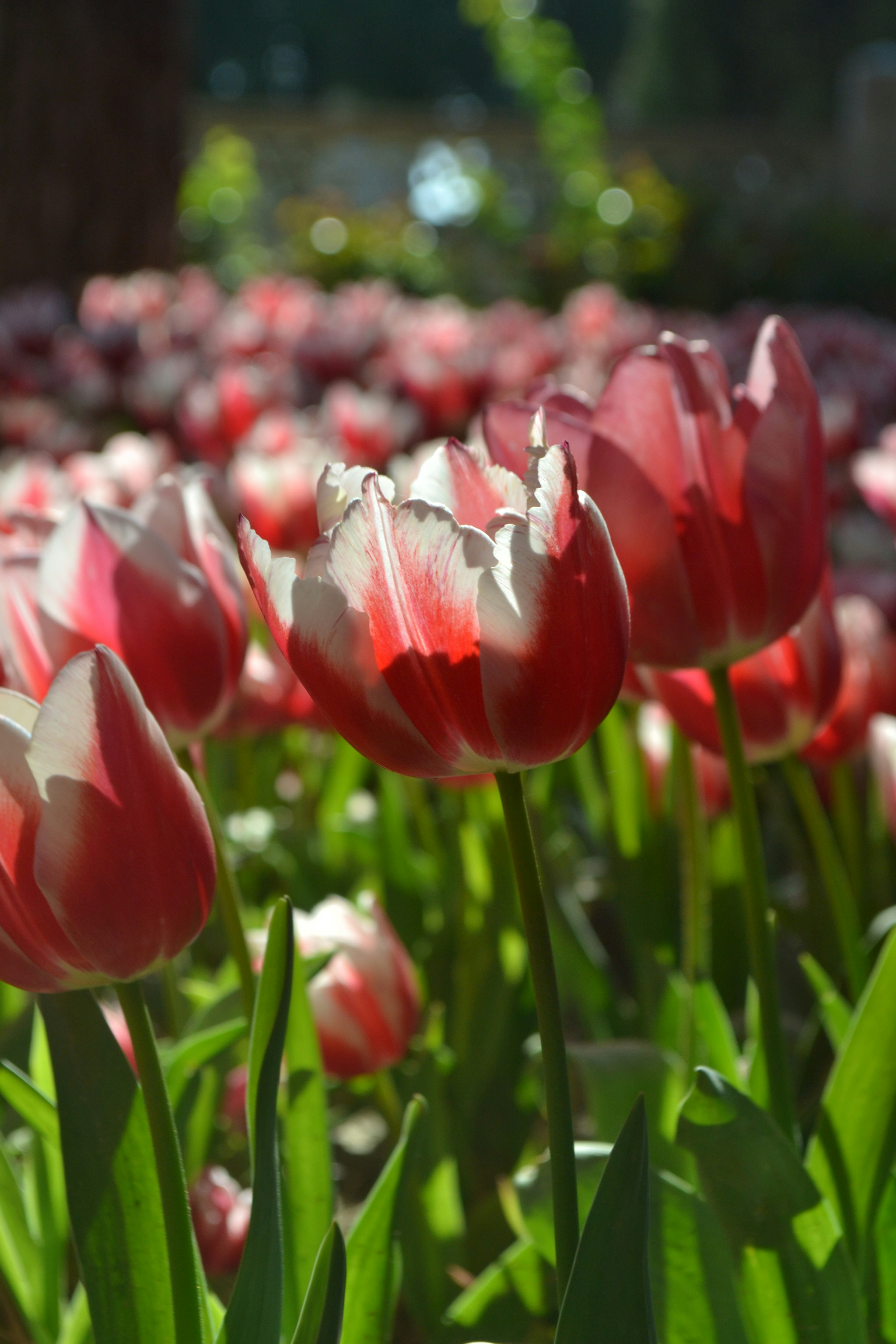 Red-Tipped Tulips in Sunlit Field