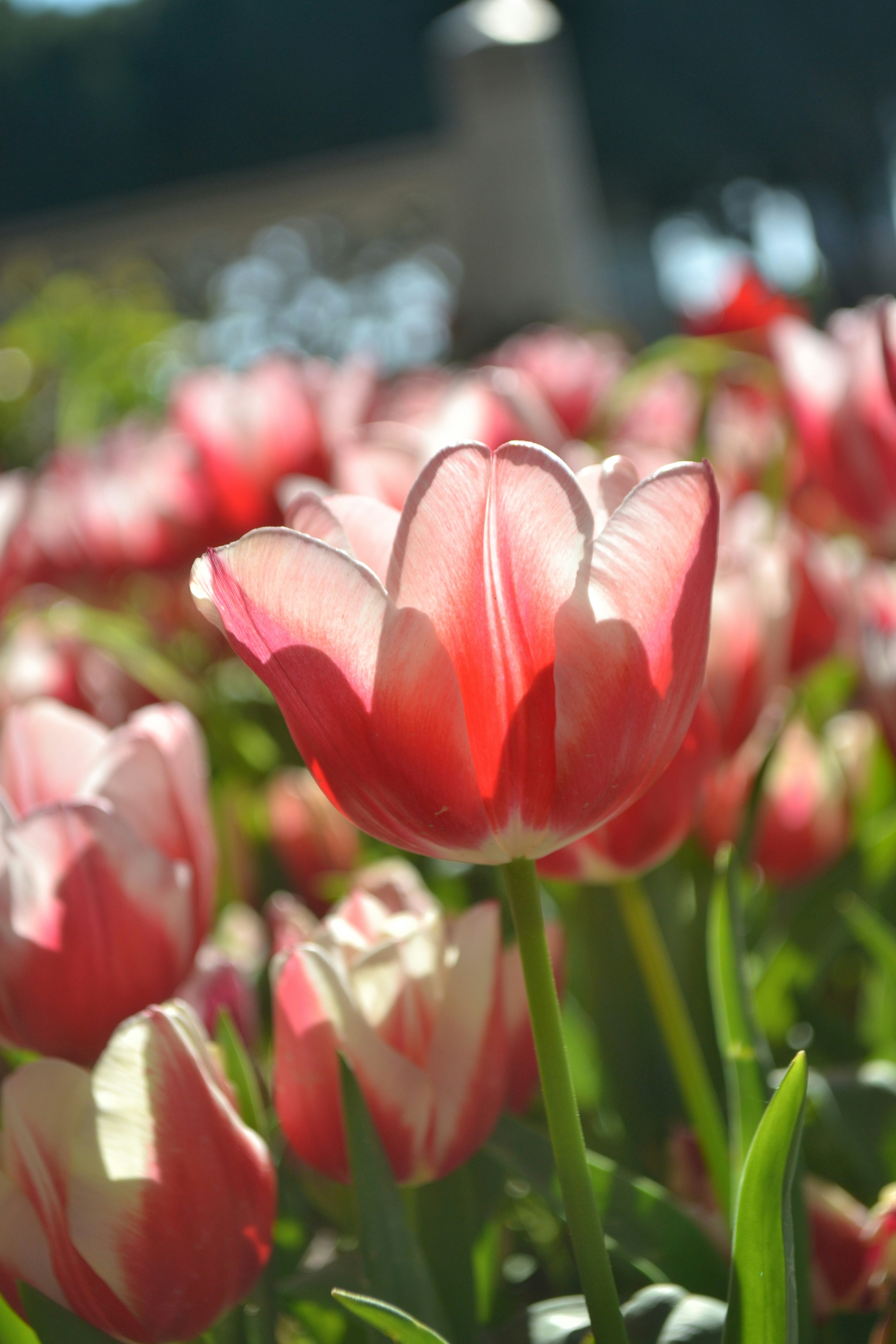 Pink tulip in full glow amid a sea of blossoms