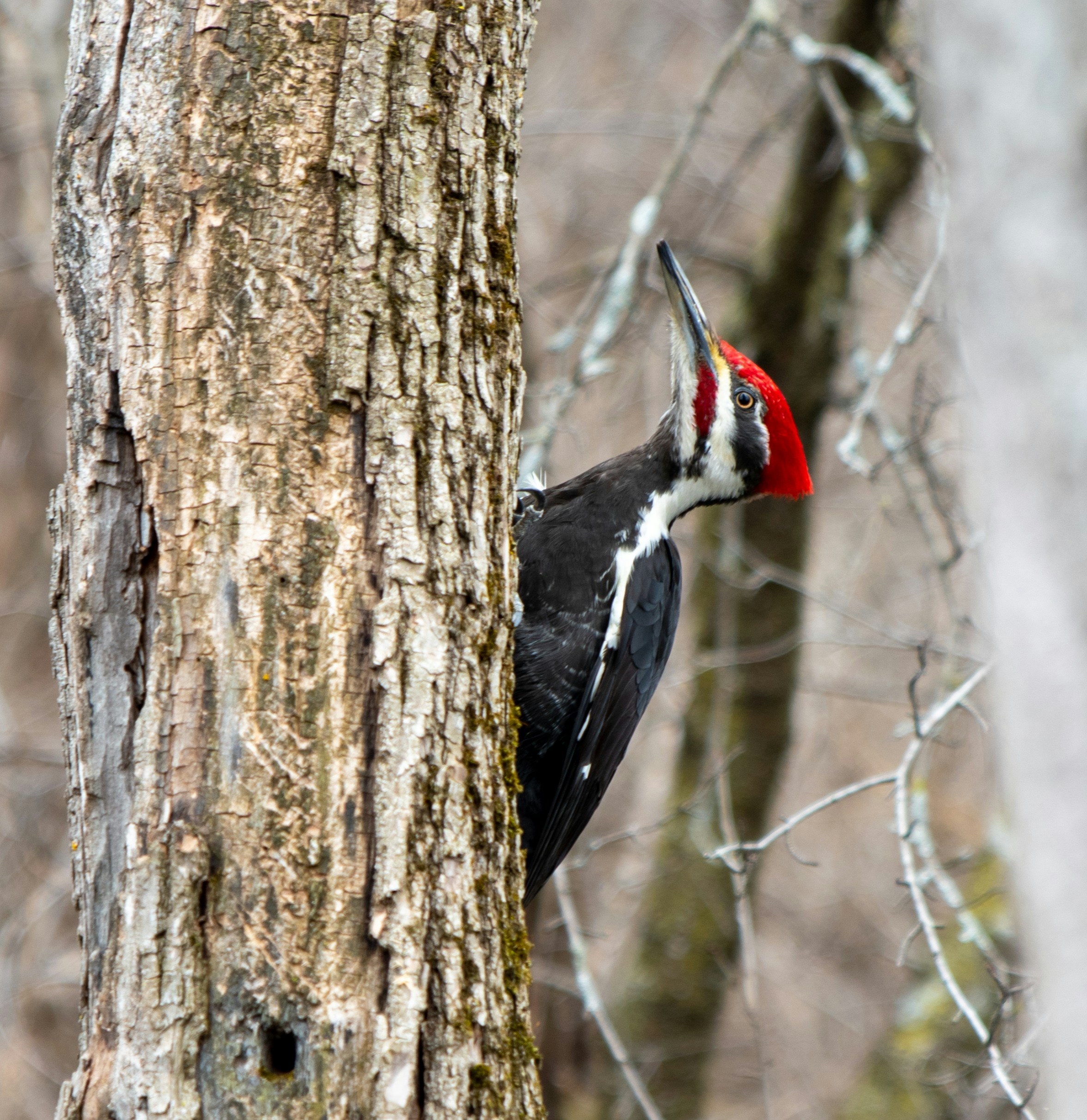 Red-capped Woodpecker Clinging to a Birch Trunk