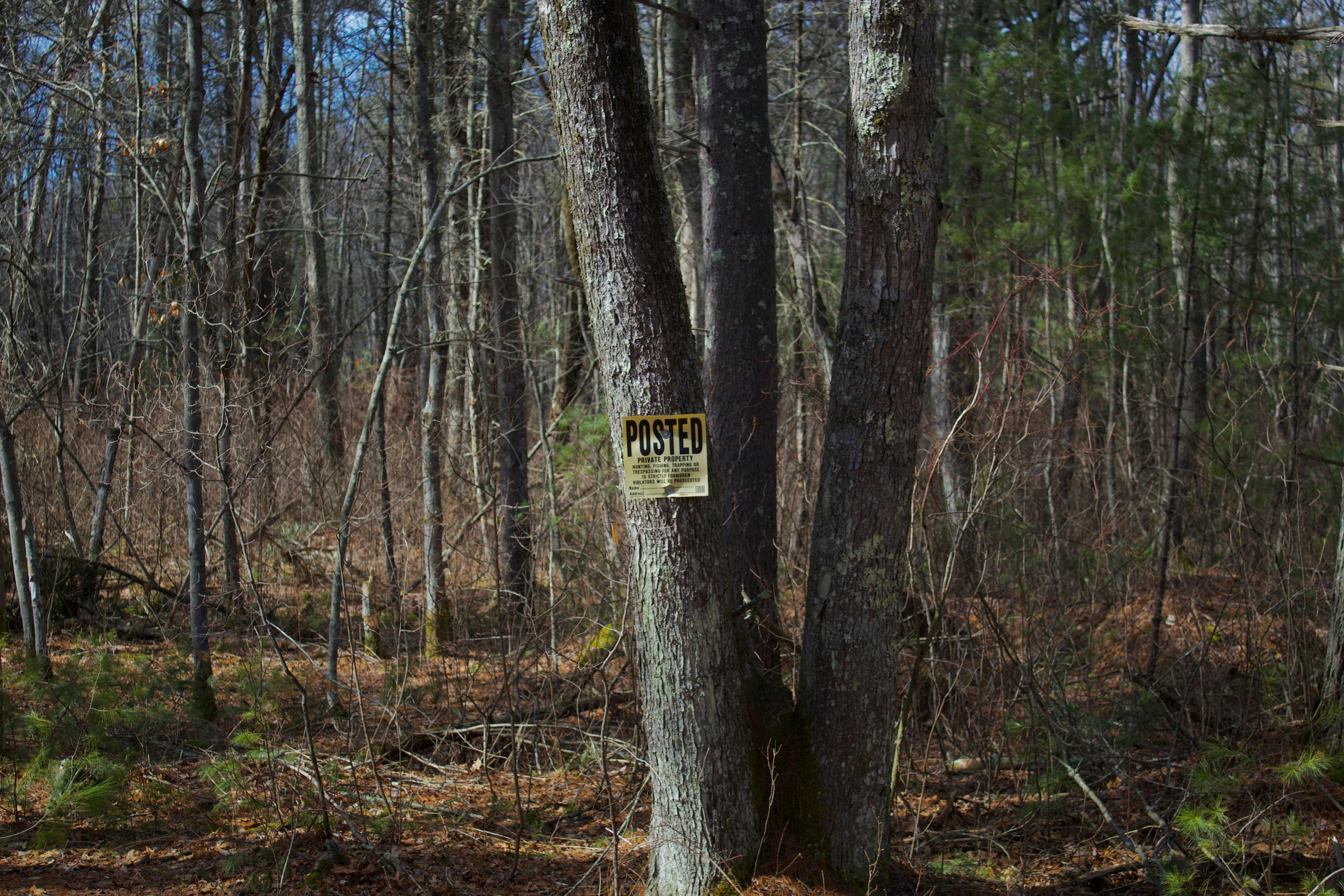 Whispered Warning on a Fallen Trunk