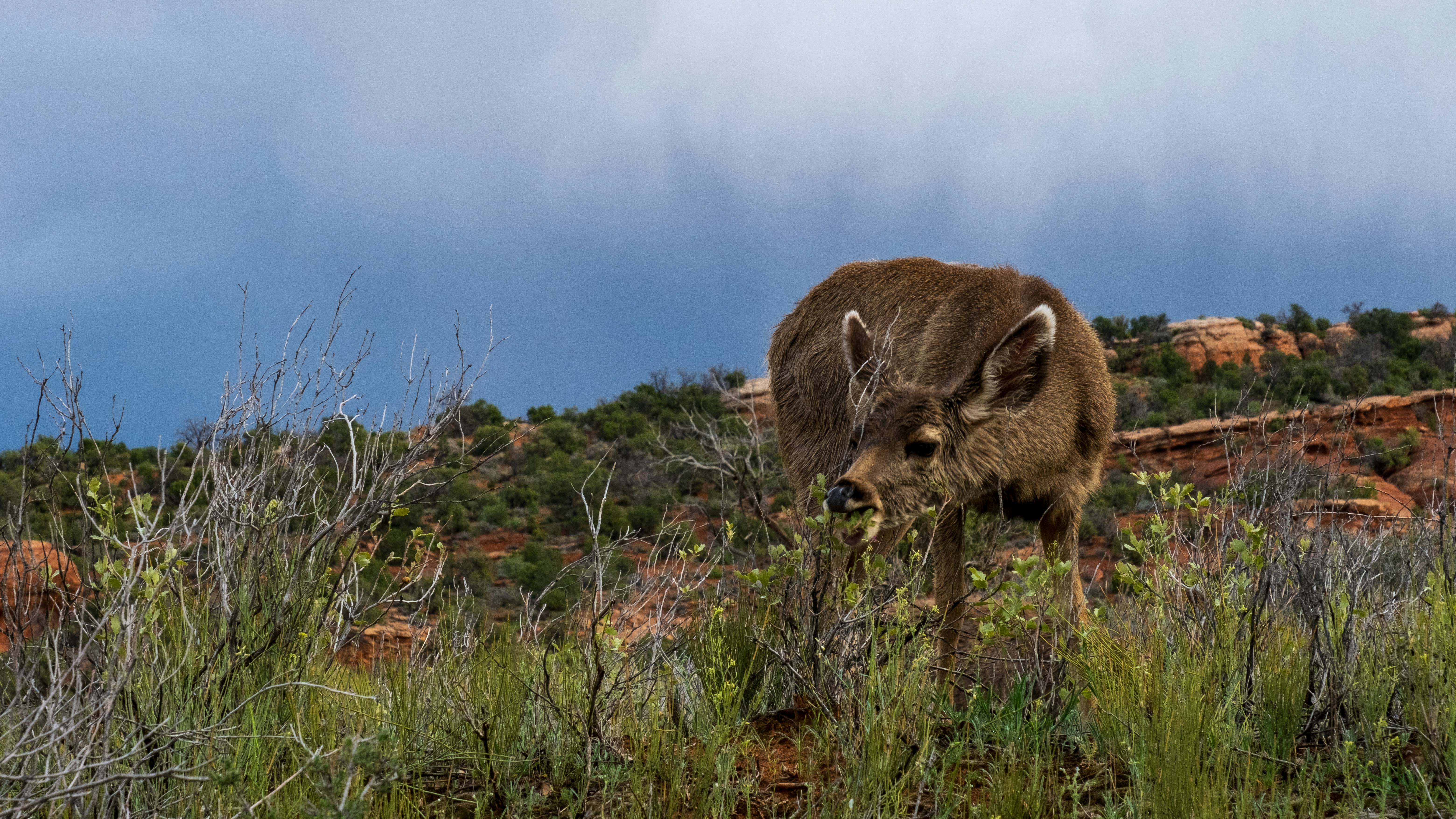 Coyote-like Forager Amid Desert Scrub Under Wide Sky