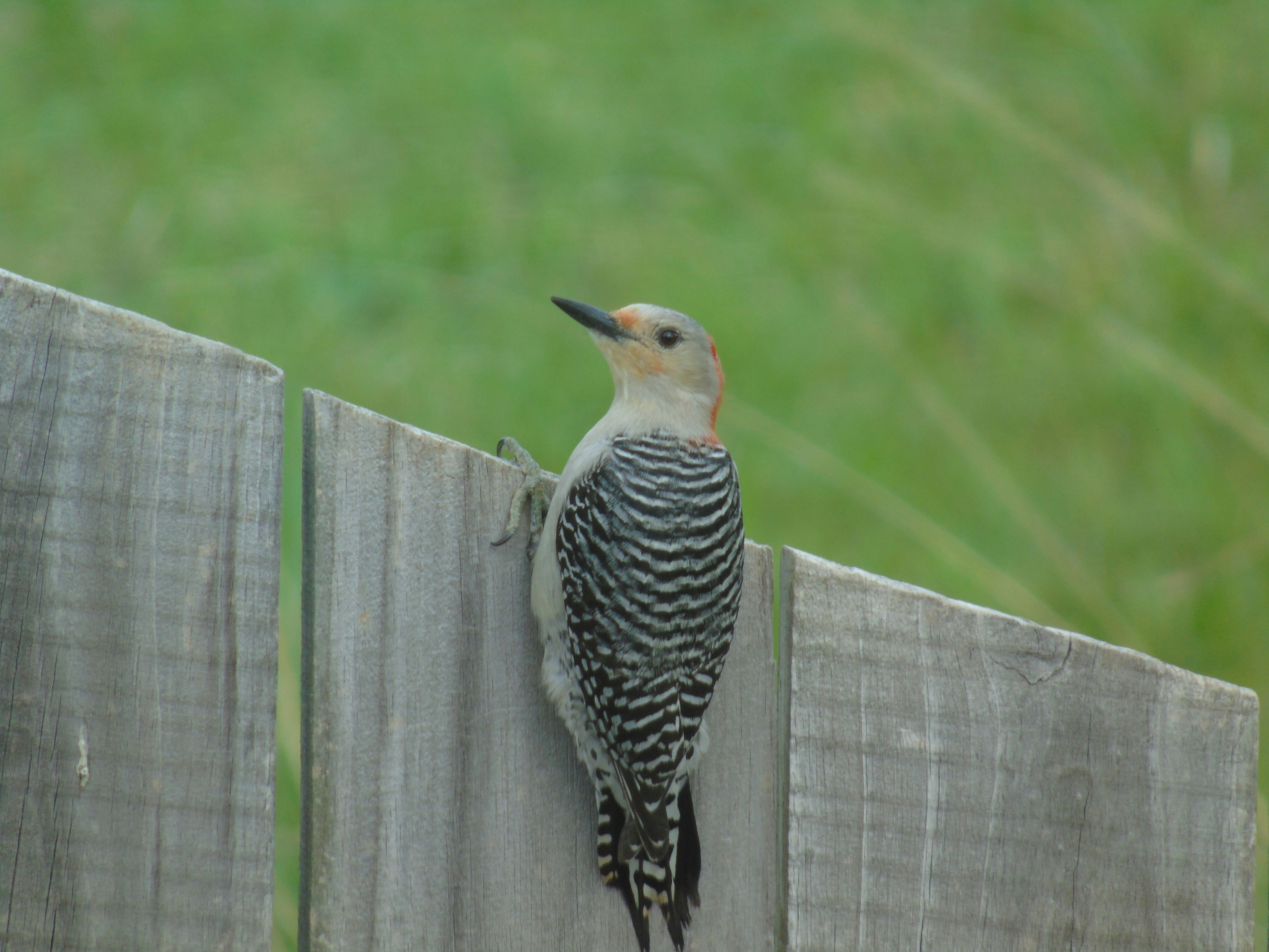 Red-bellied Woodpecker on a weathered fence