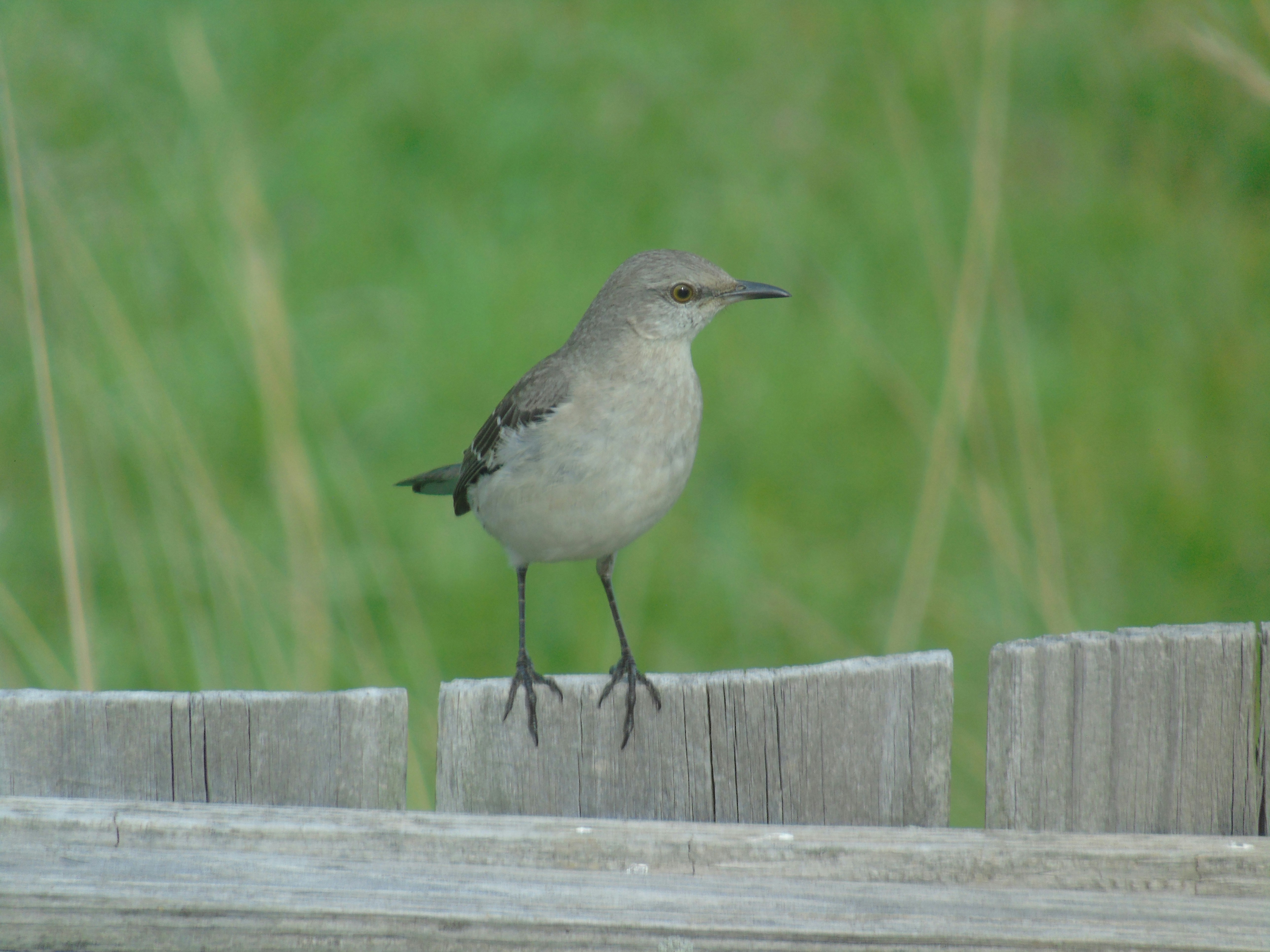 Grey Warbler on Weathered Fence