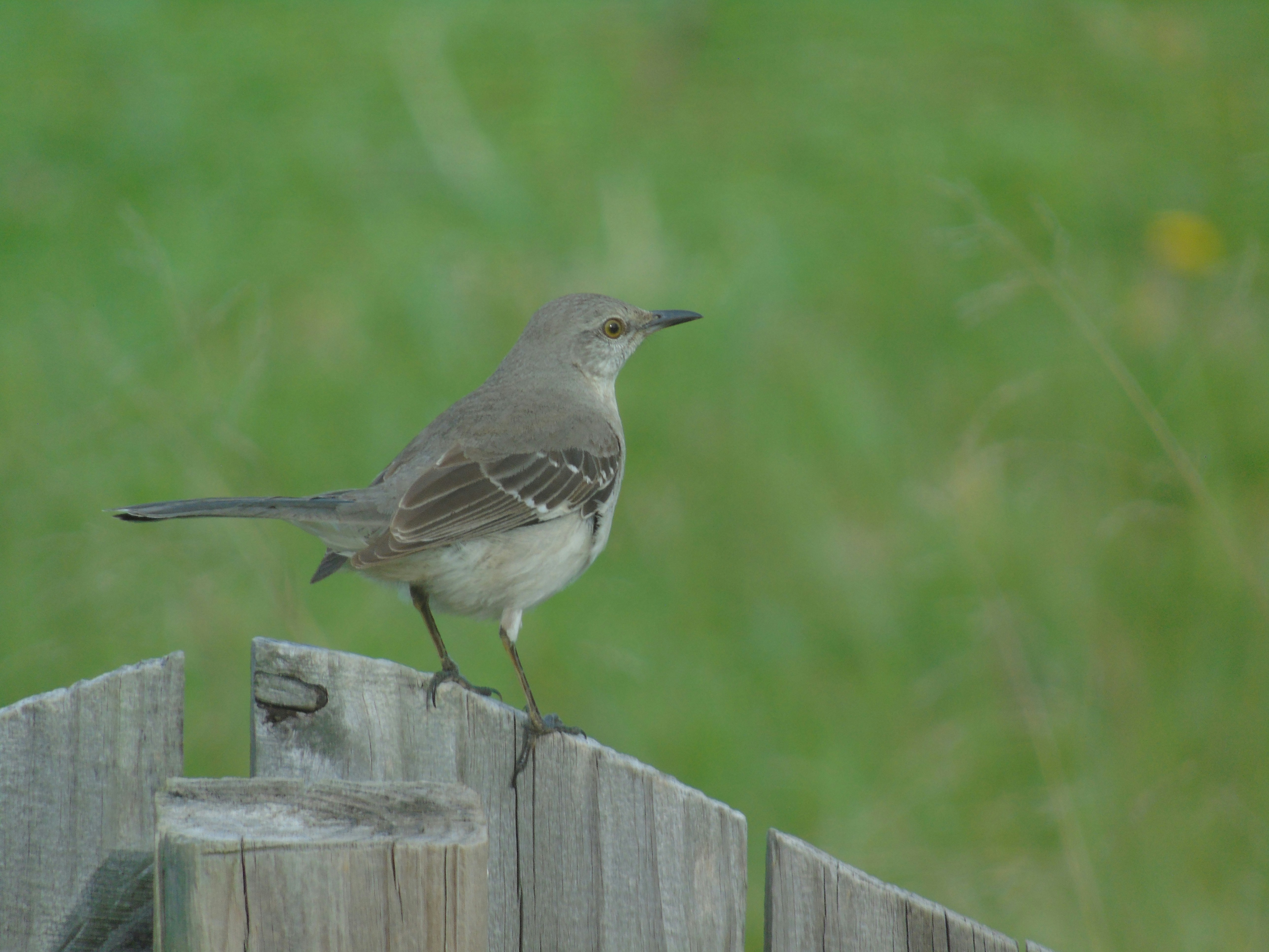 Perched Gray Warbler on Weathered Fence