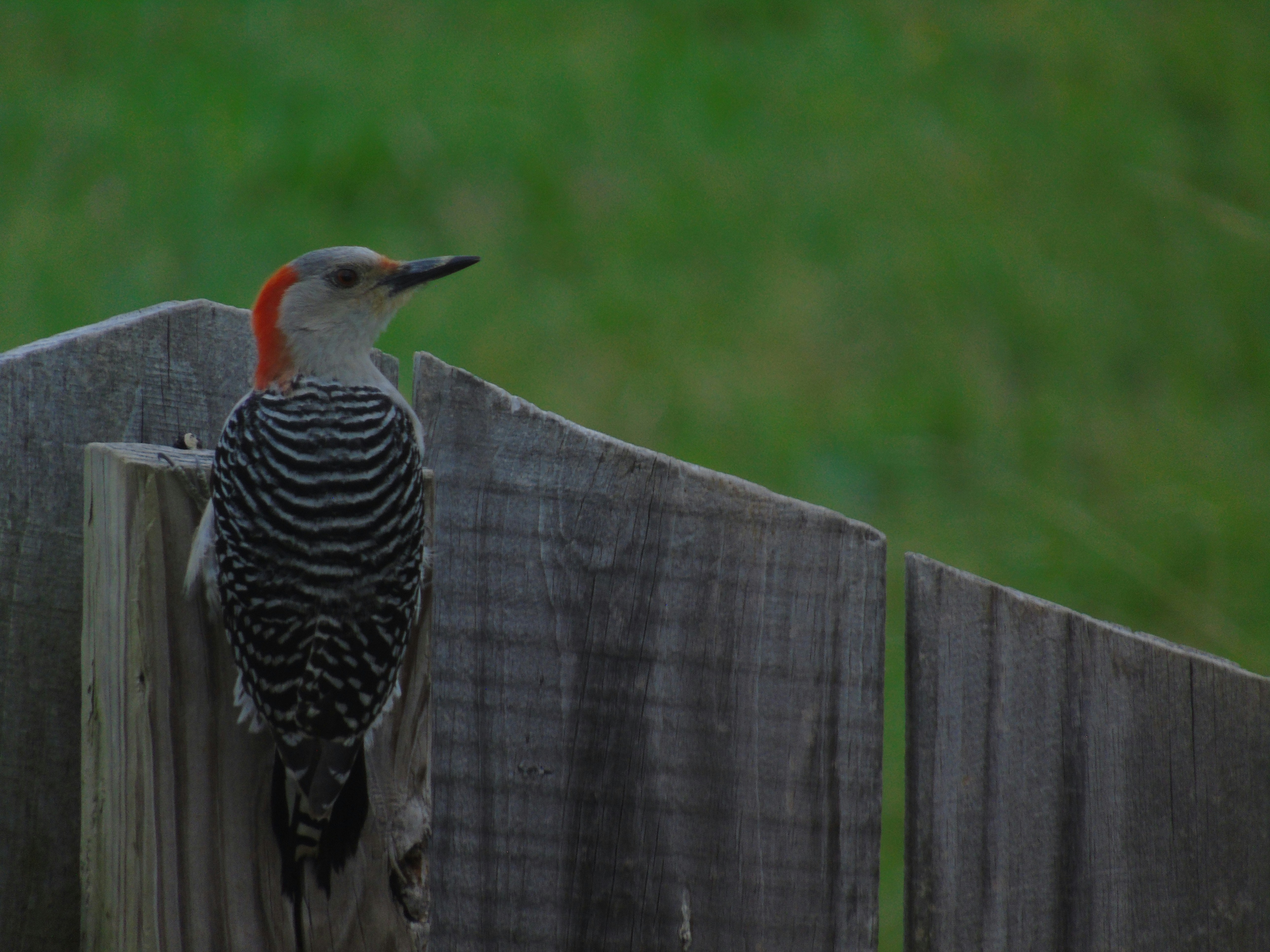 Red-collar Woodpecker Guarding the Fence Gate