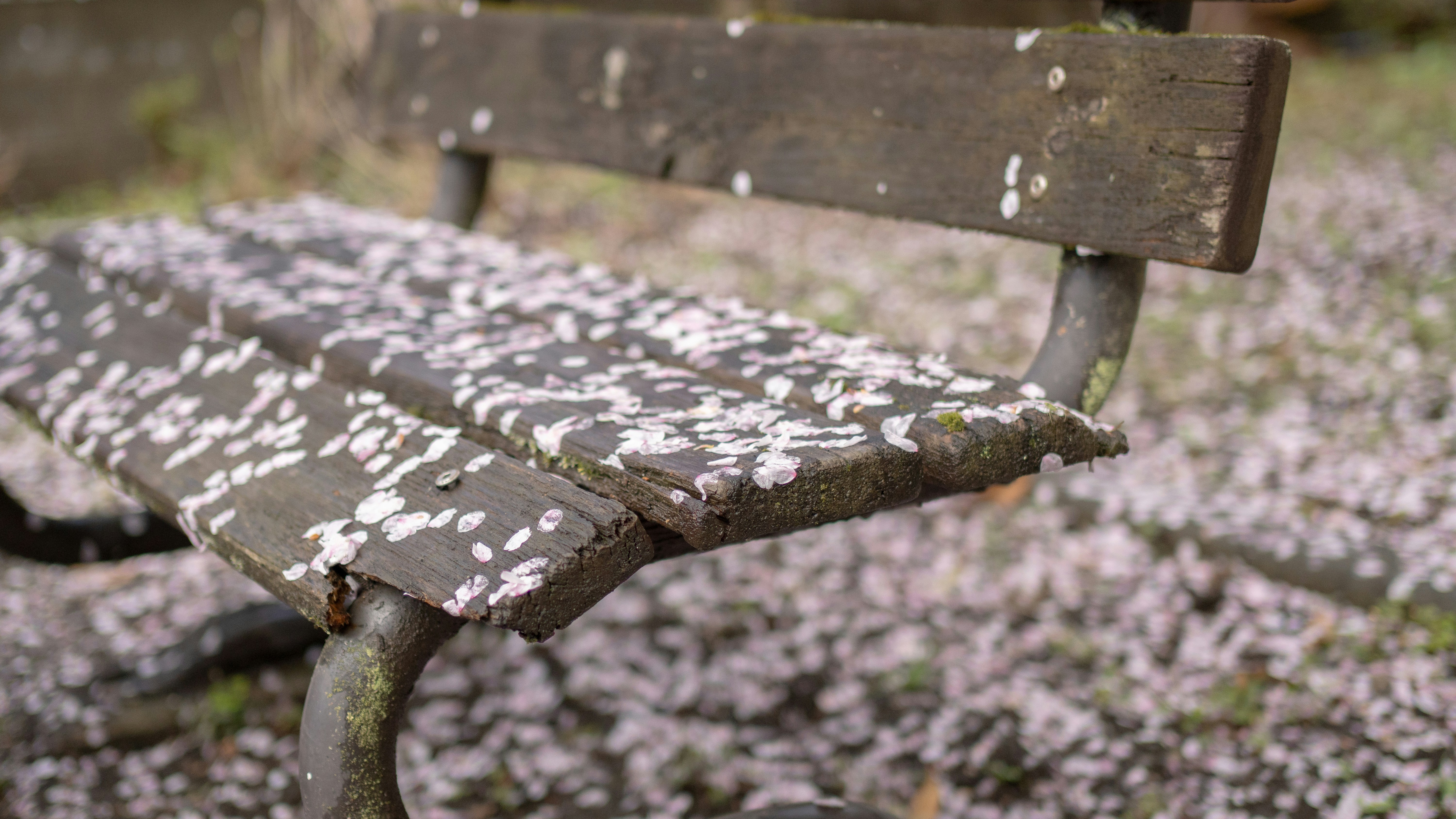 Petals on Weathered Wood: Quiet Spring on a Bench