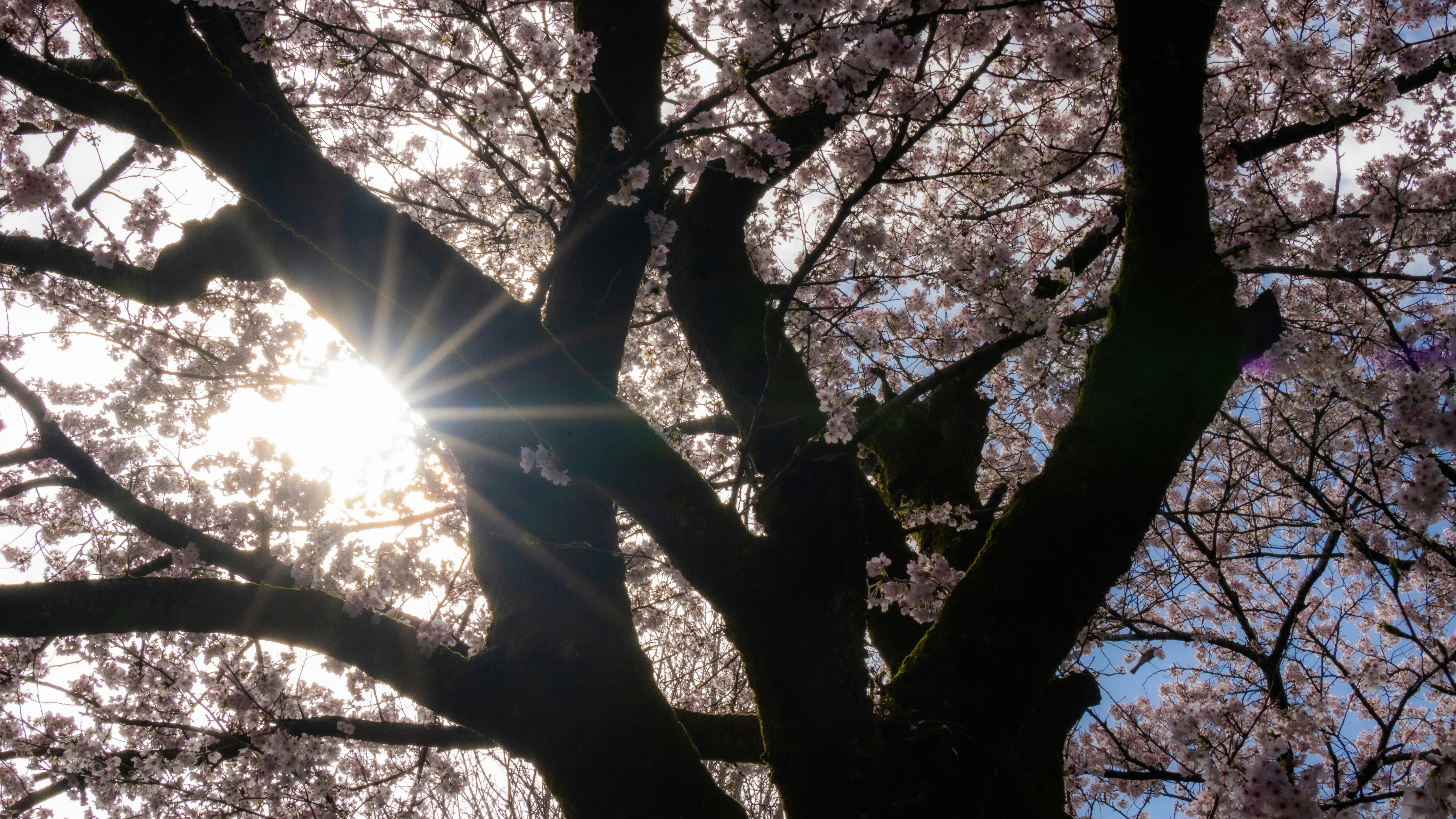 Sunlit Sakura canopy: branches and blossoms weaving a radiant bloom