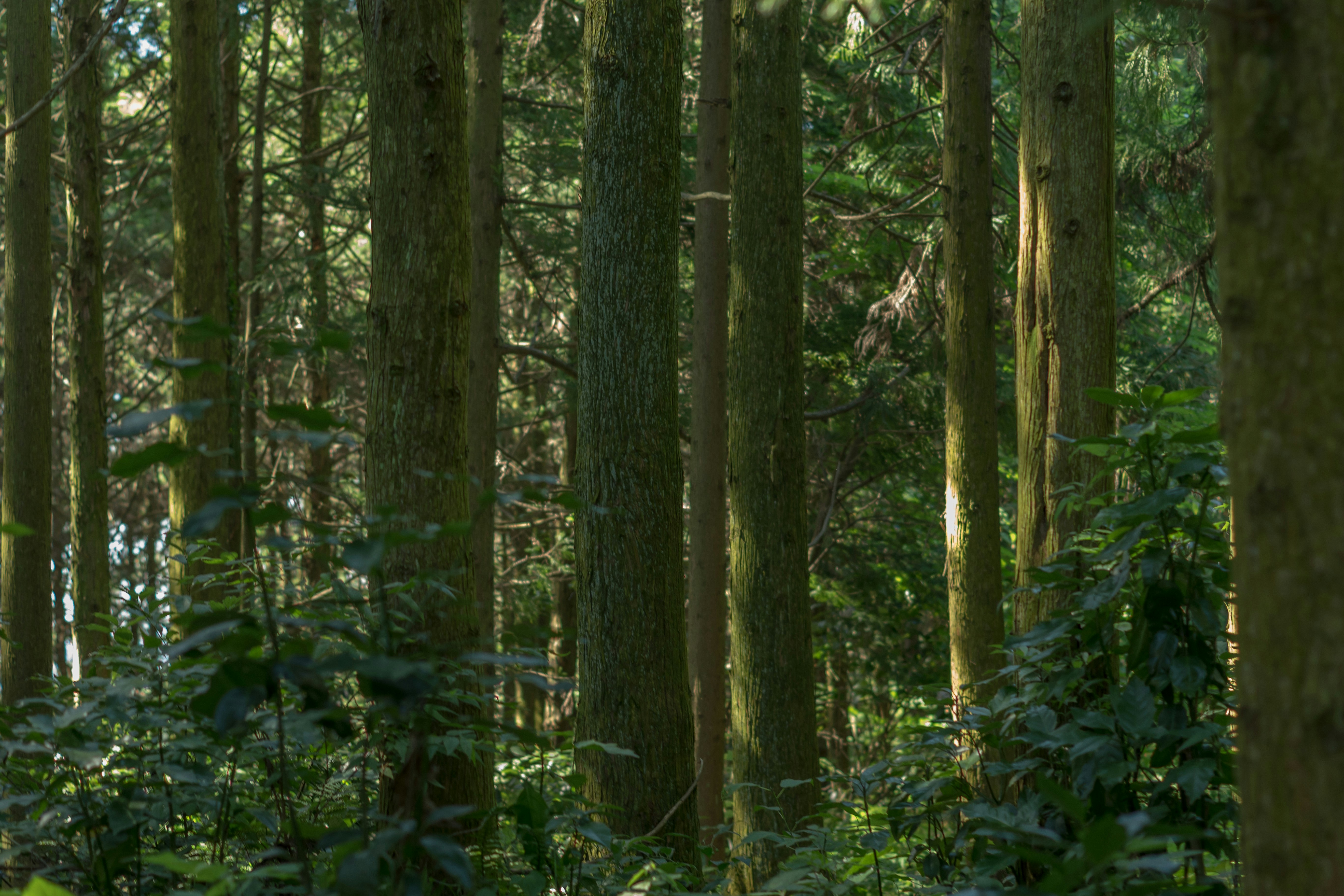 Silent Sentinel: Light Filtering Through a Quiet Pine Grove