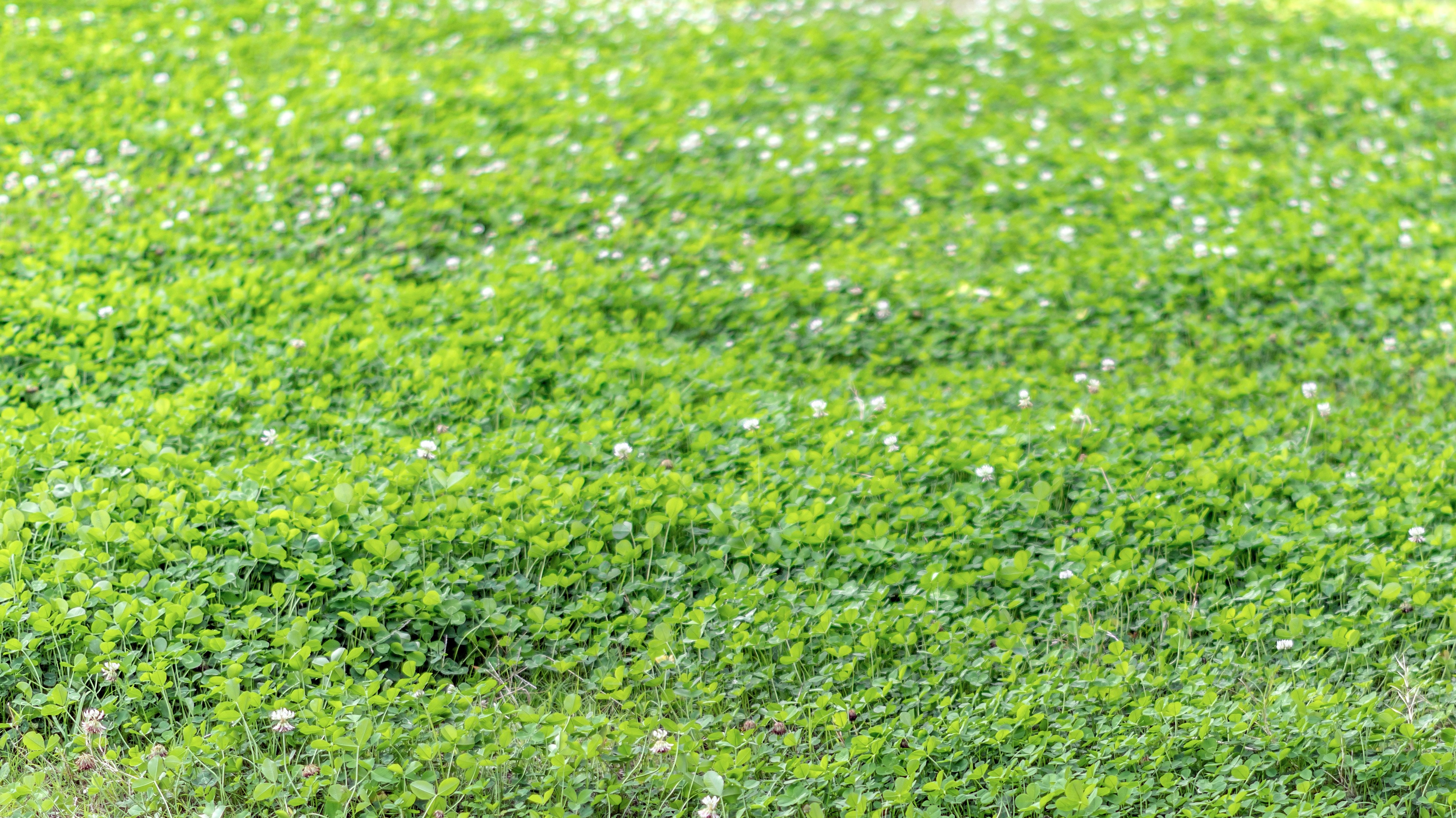 Verdant Carpet: Close Pass Through a Sea of Clover