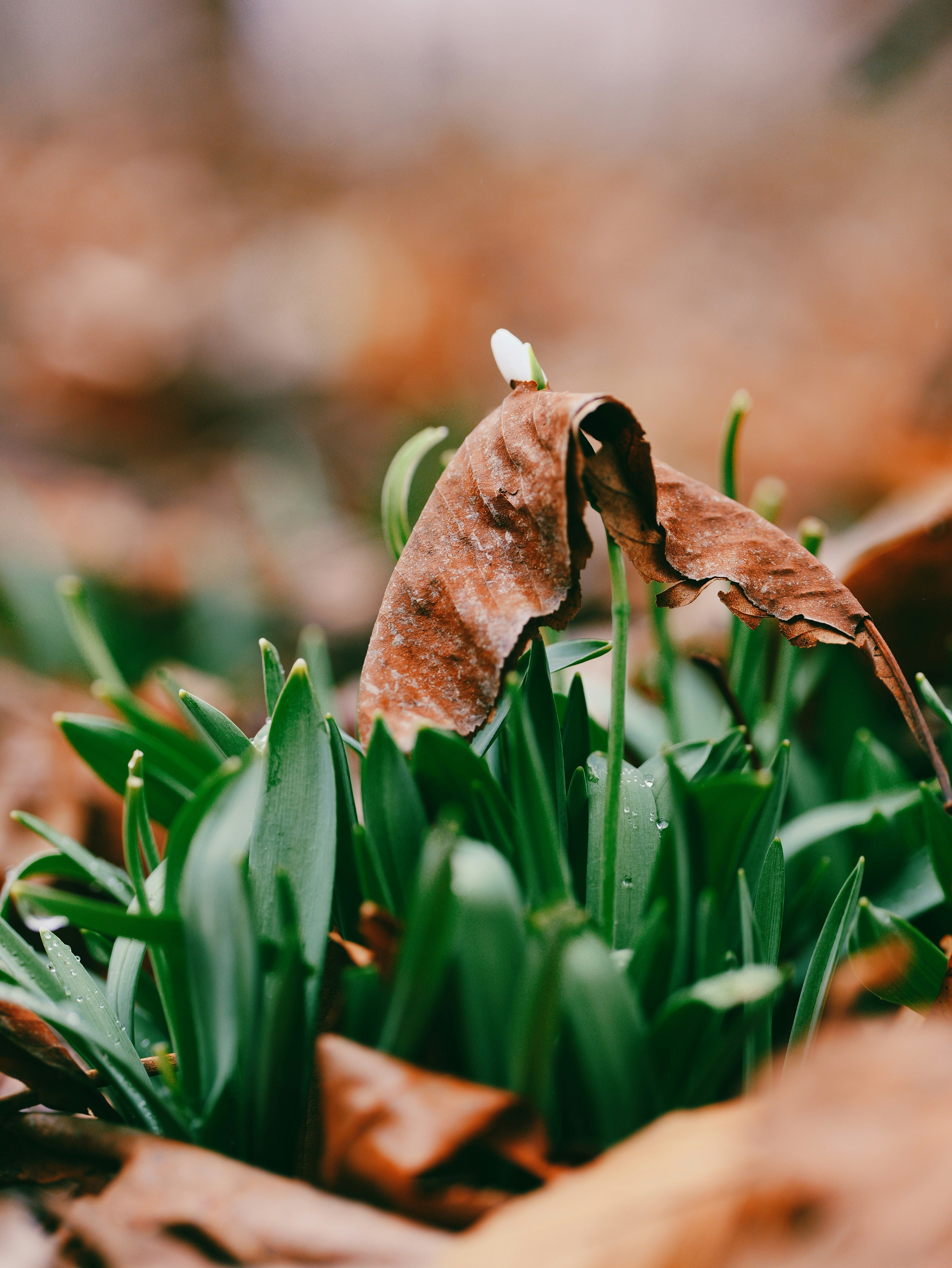 Emerging Green: Fresh Leaves Rise Through Autumn Debris