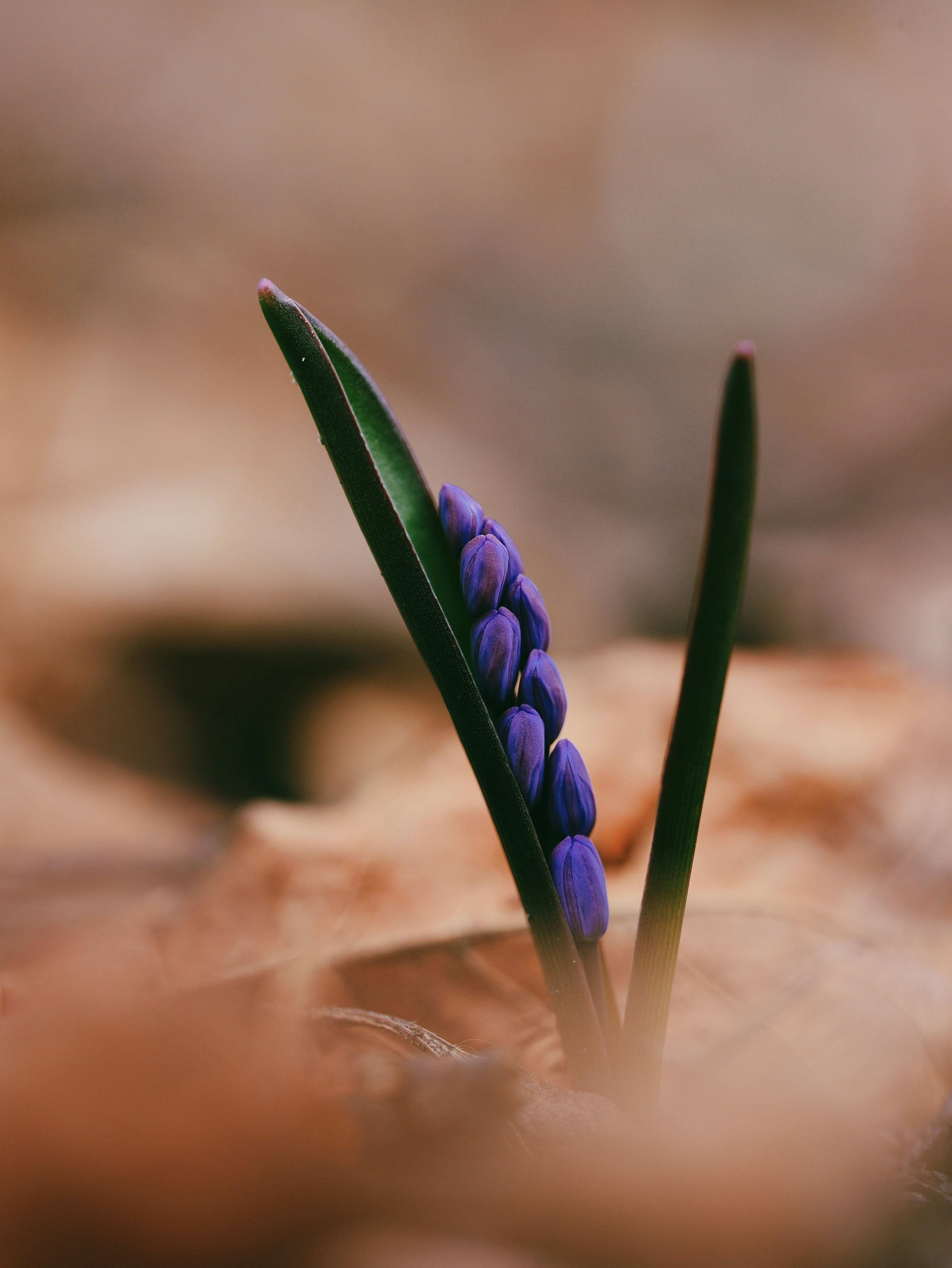 Emerald Spike: A Close-Up of a Purple Blossom Emerging from Autumn Leaves