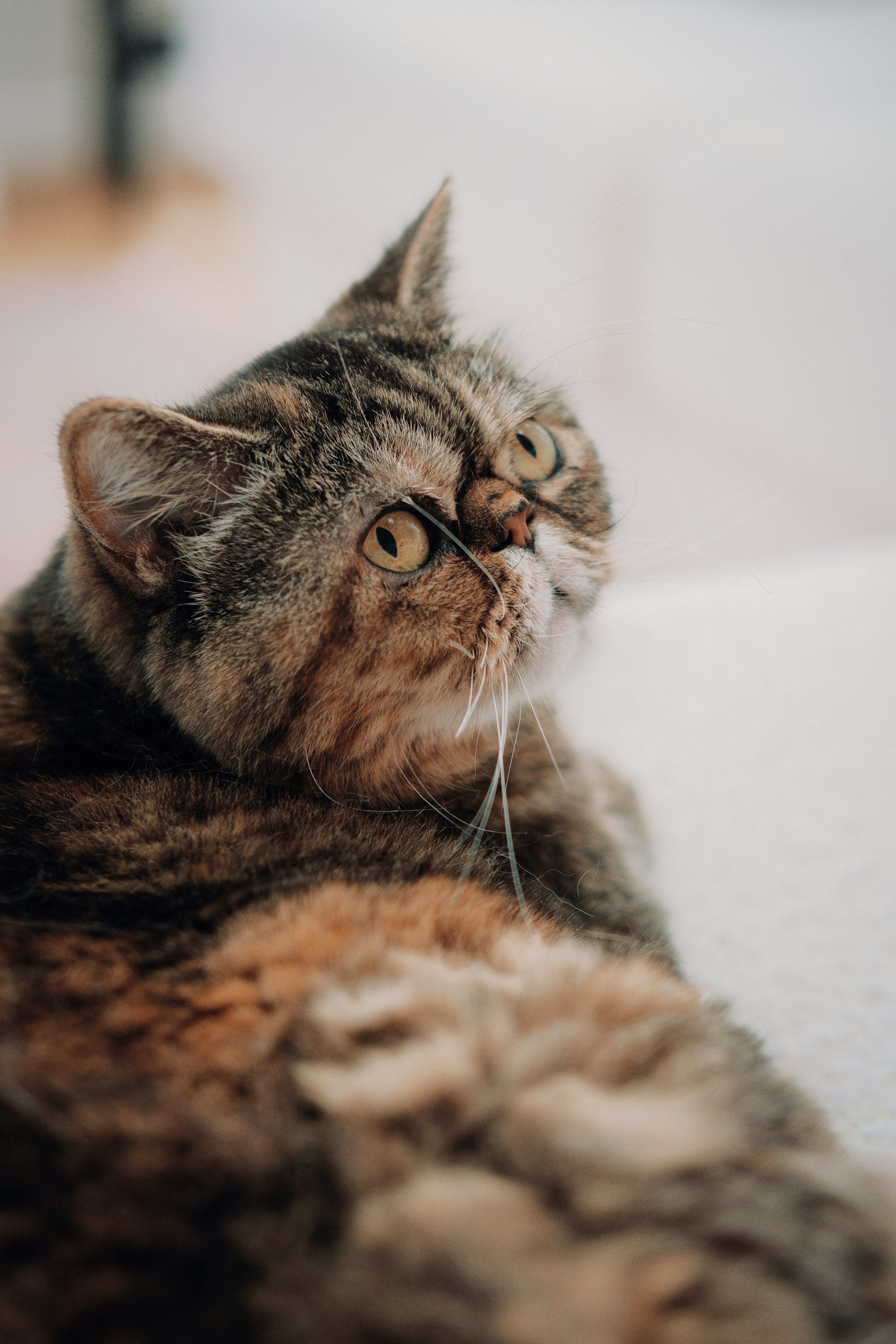 Curious Gaze: A Persian-Tabby Moment Beneath Soft Light