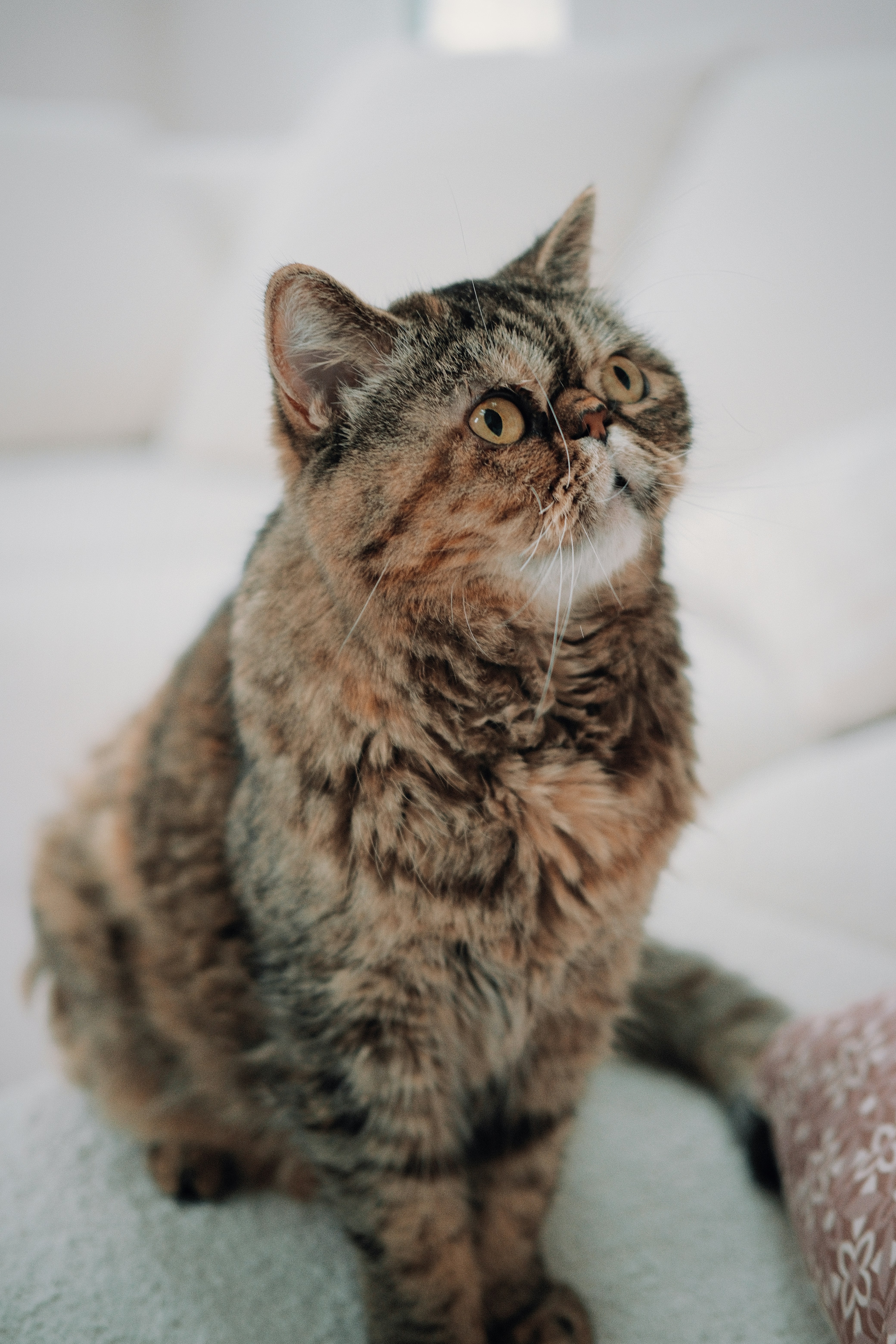 Curious Queen in Soft Light