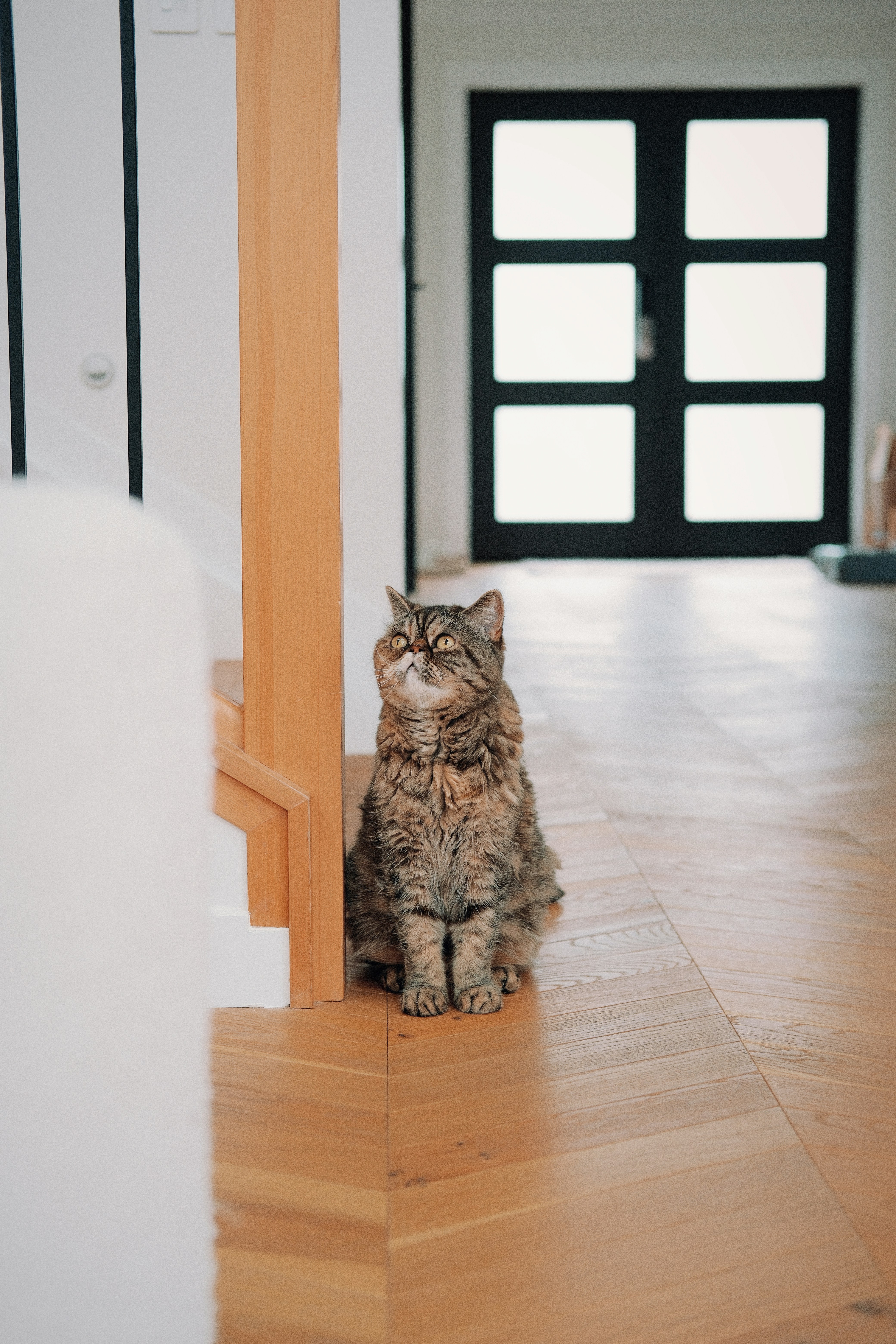 Quiet Welcome: A Curious Cat in a Sunlit Home