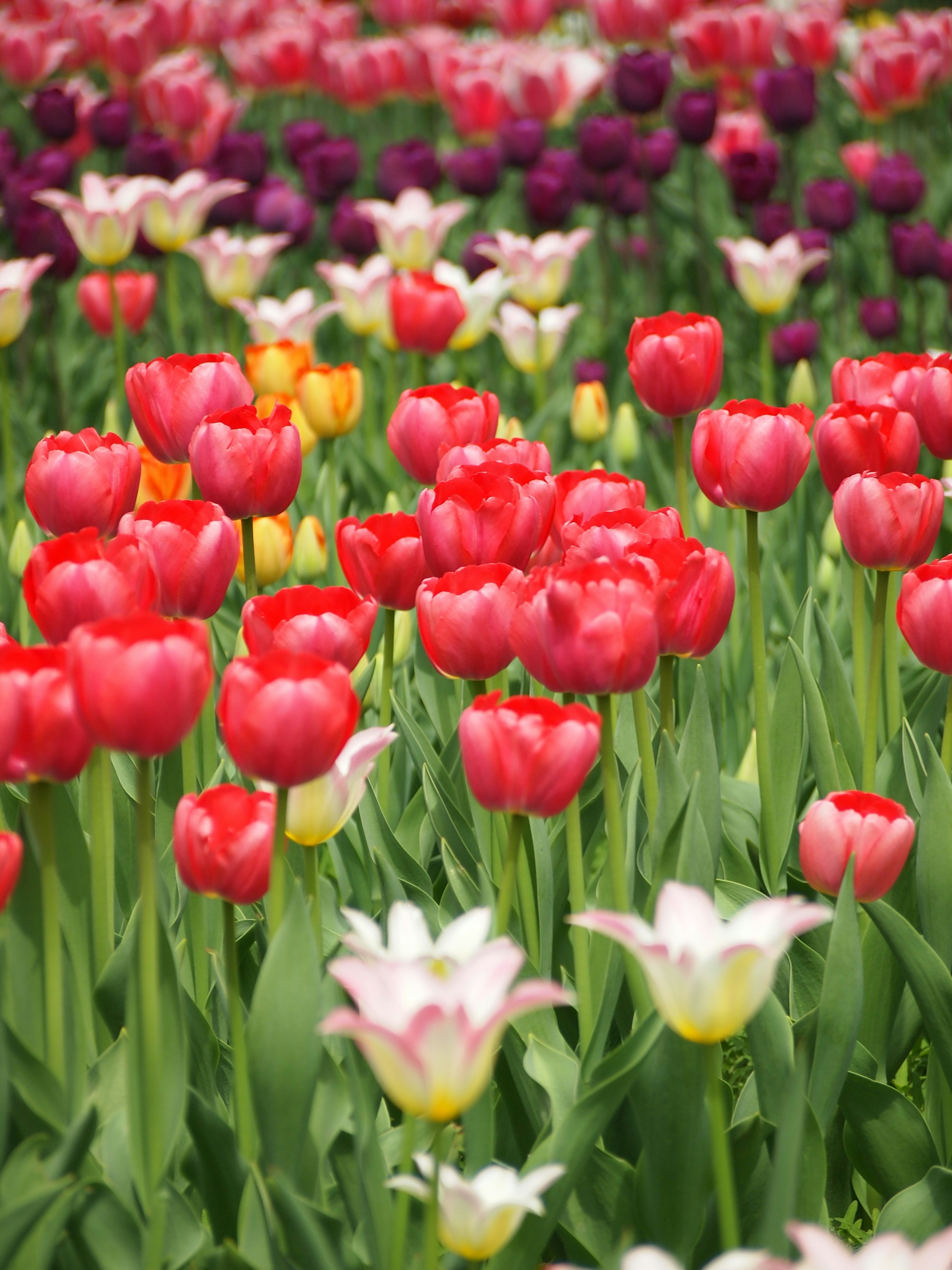 Red Tulip Field in Bloom: A Sea of Color under Soft Light