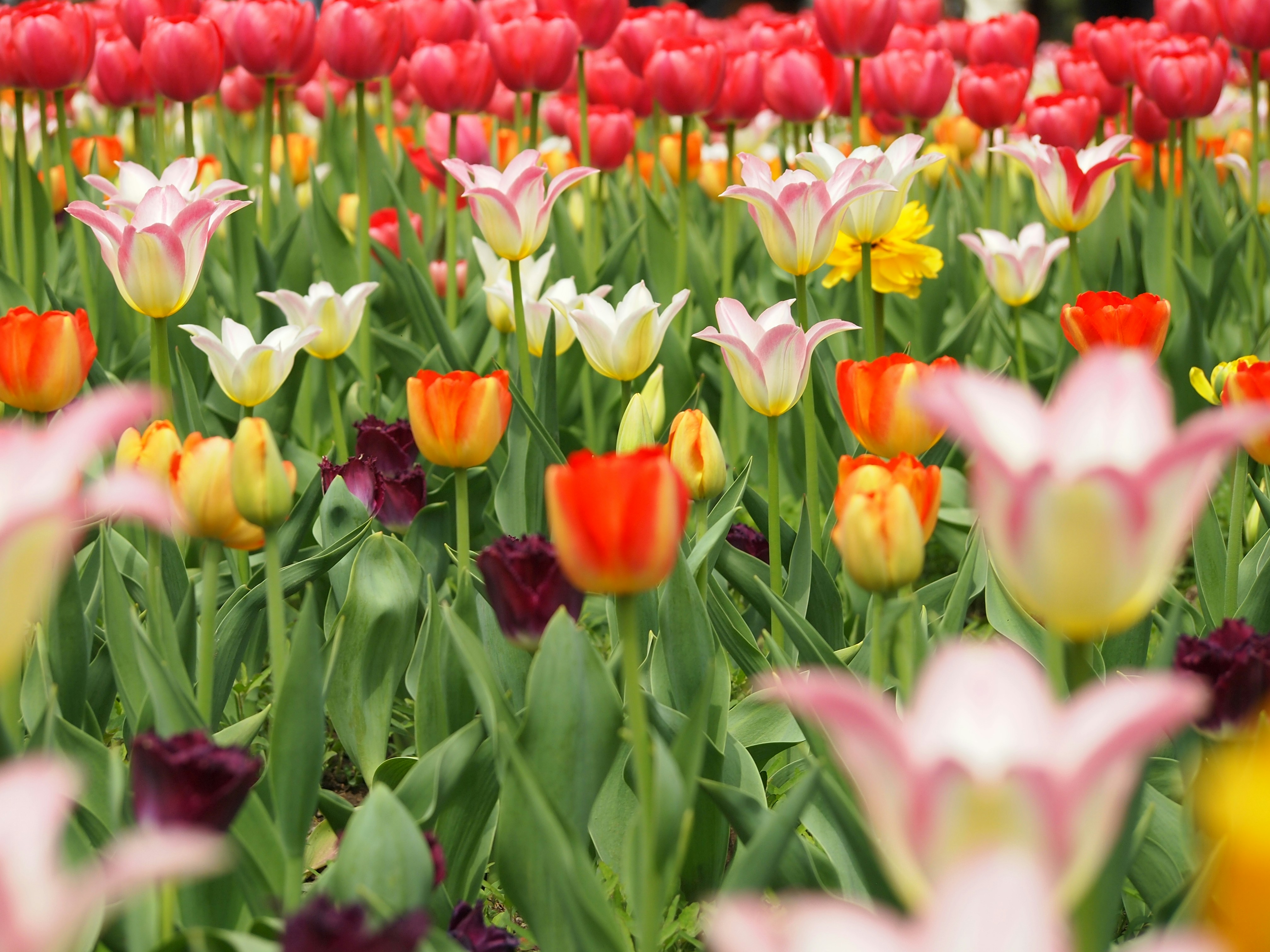 A Sea of Tulip Tapisserie: Sunrise in a Blooming Field