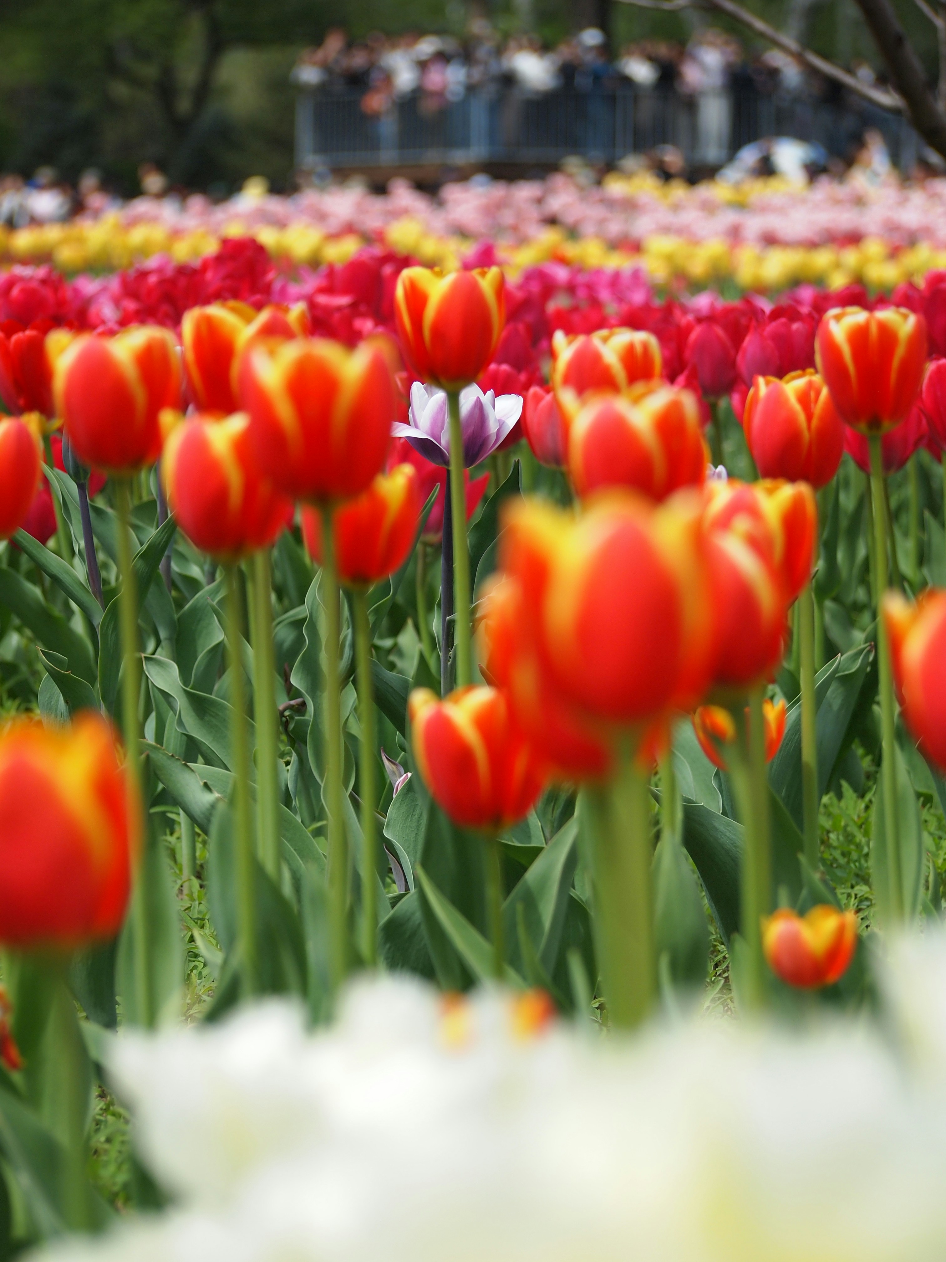 A lone lavender tulip among a sea of crimson and yellow in the garden row