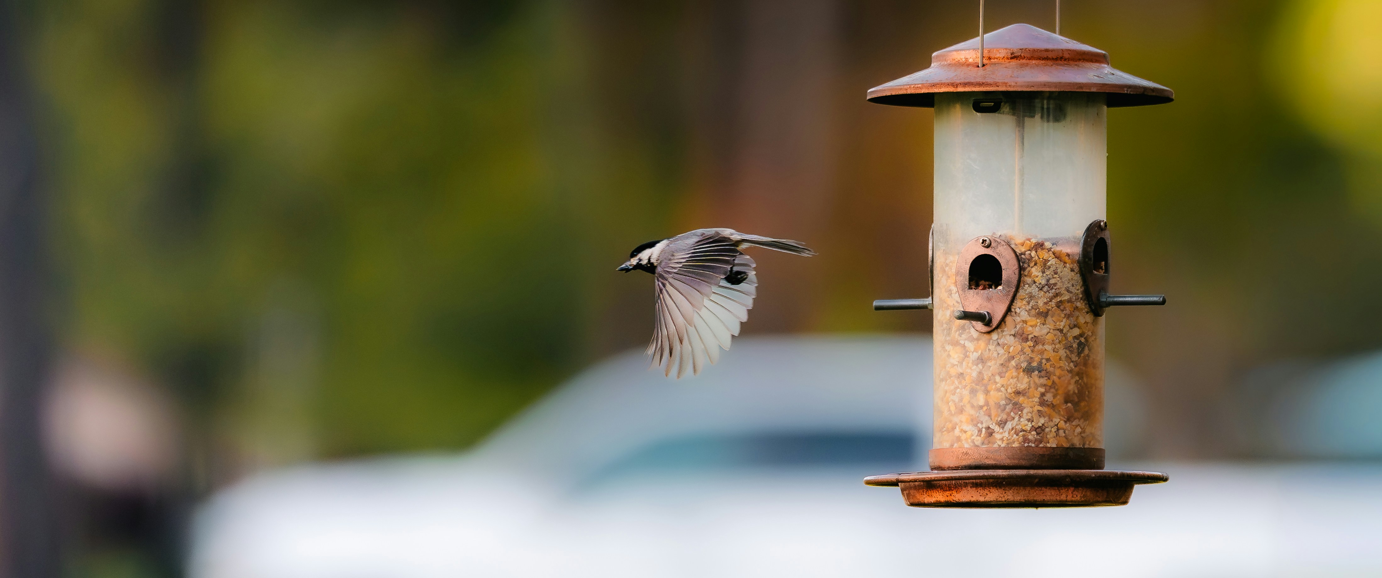 Wingbeat in the Feed: A Bird in Focus Near a Weathered Feeder