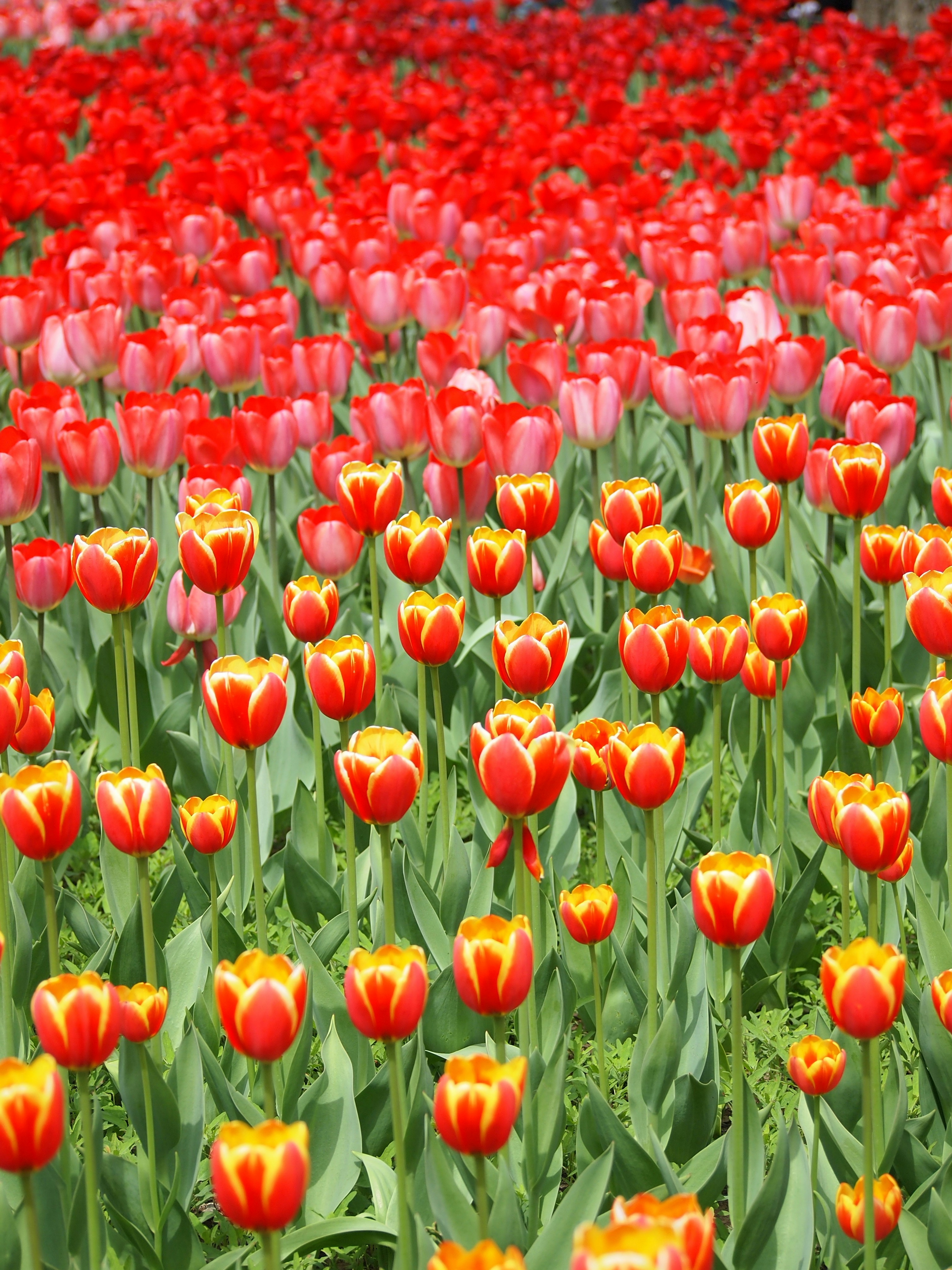 Flame of the Tulip Field: a sea of red and gold