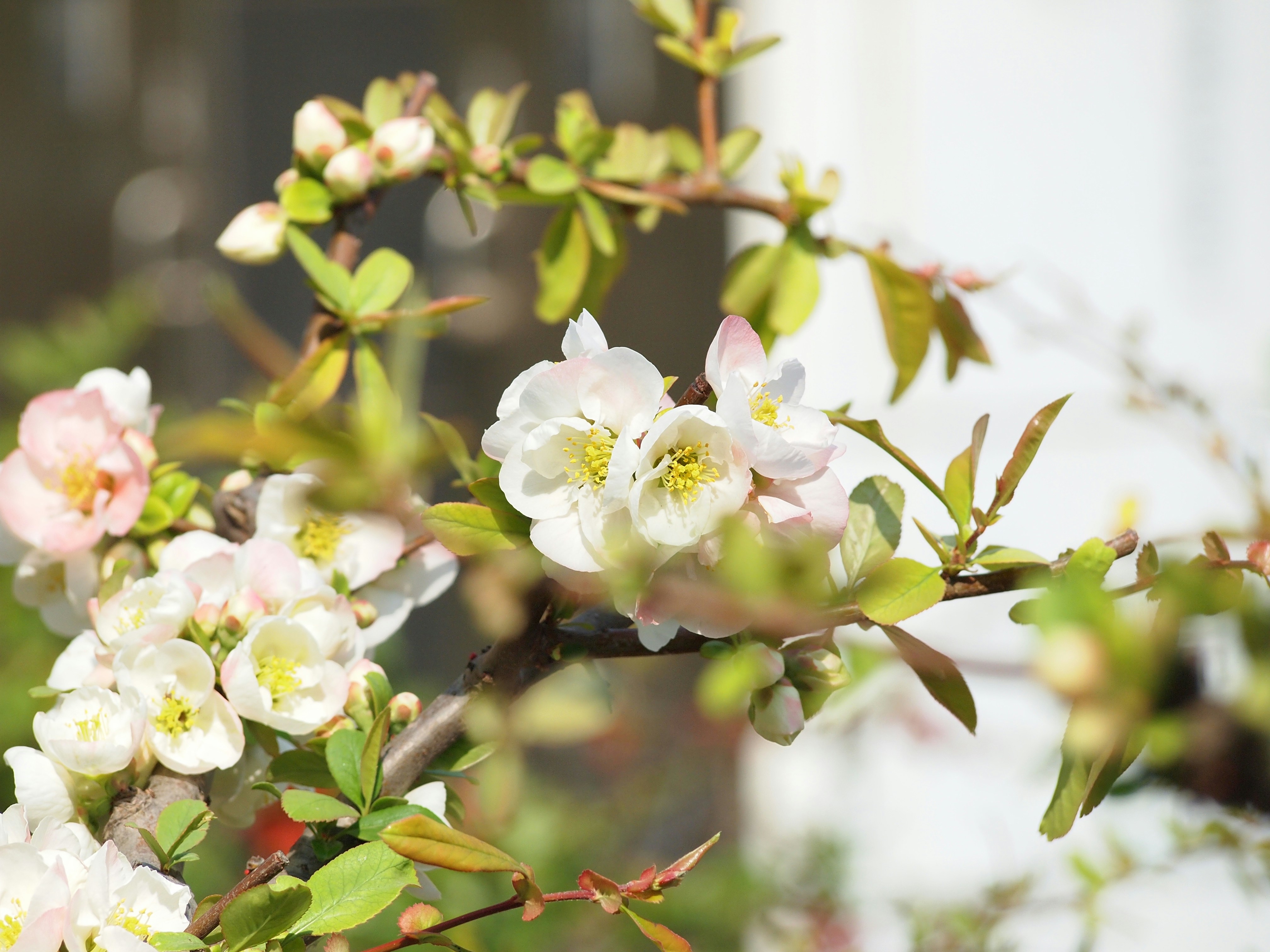 Blossoms in Soft Focus: A Spring Moment