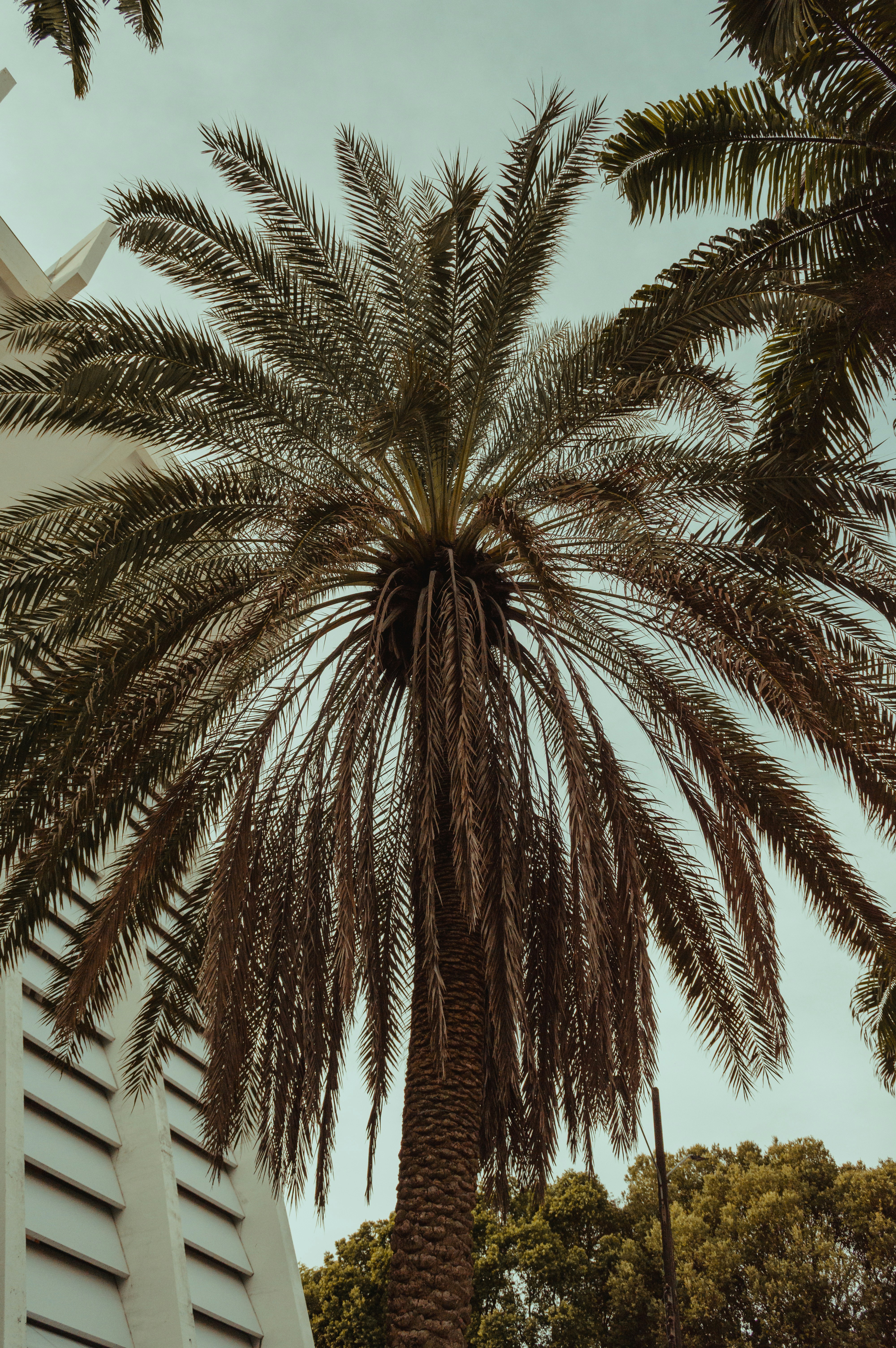 Palm Crown Under Aegean Sky