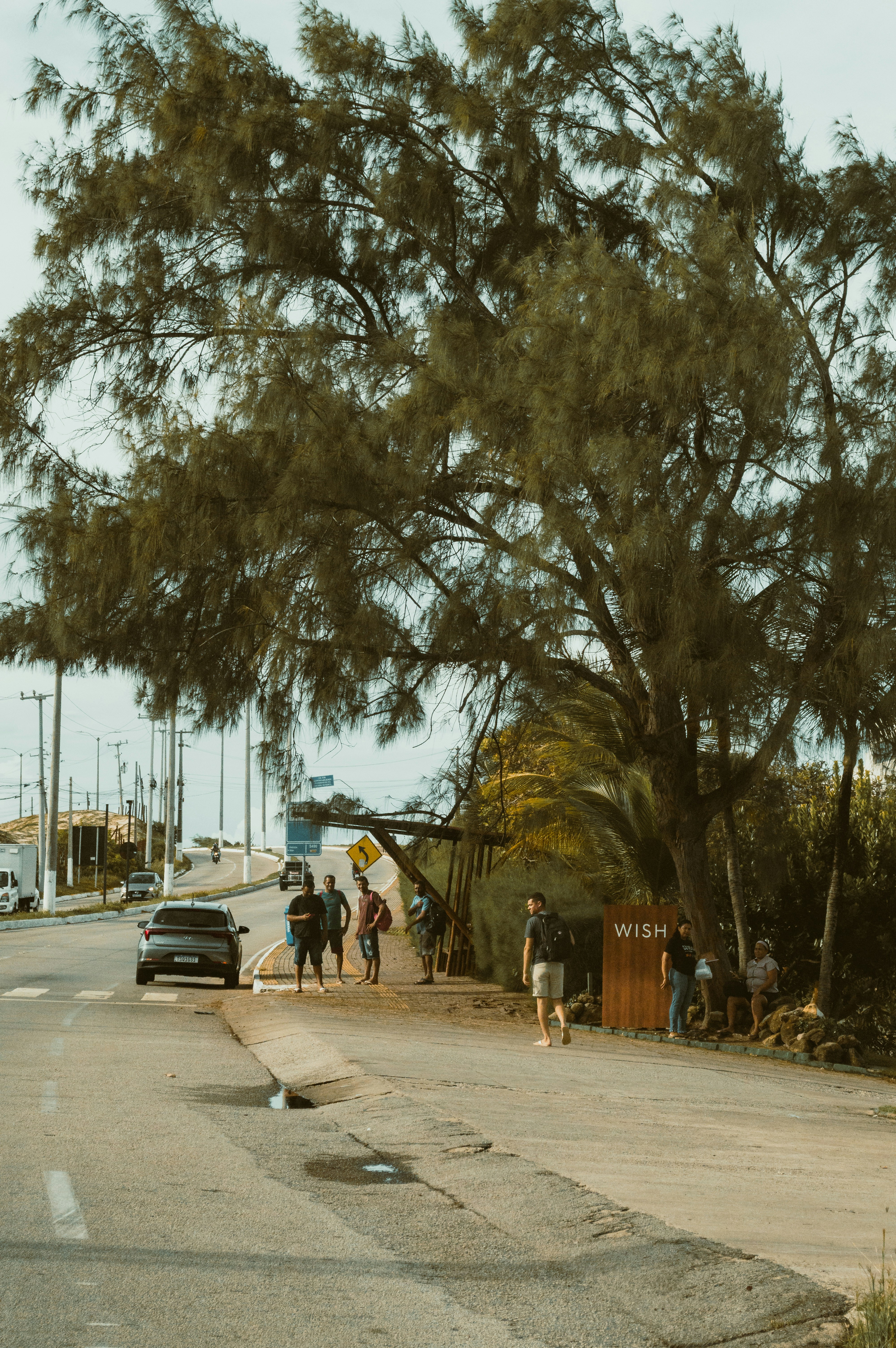 Coastal Street Scene under a Looming Tree