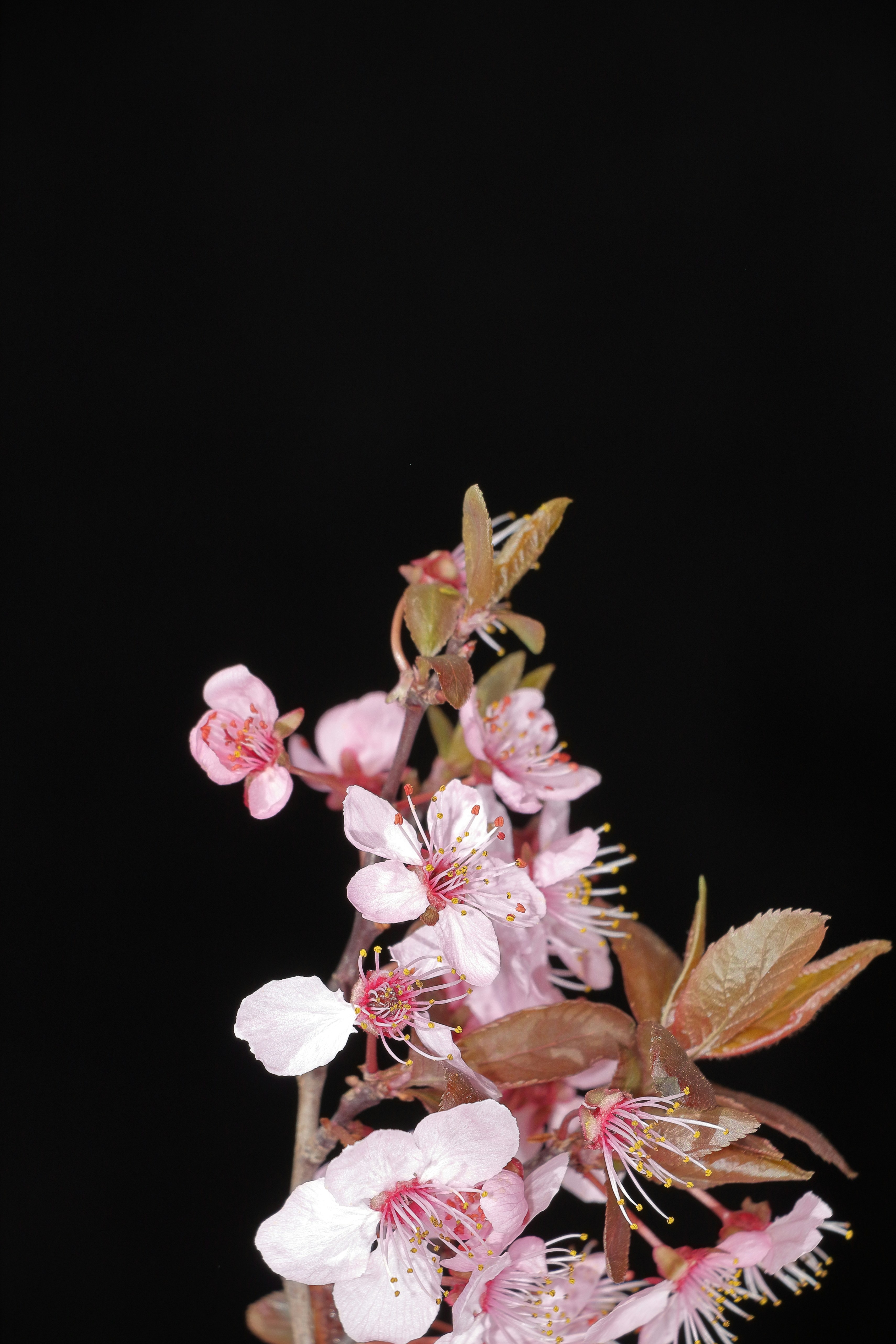 Blossoms in the Void