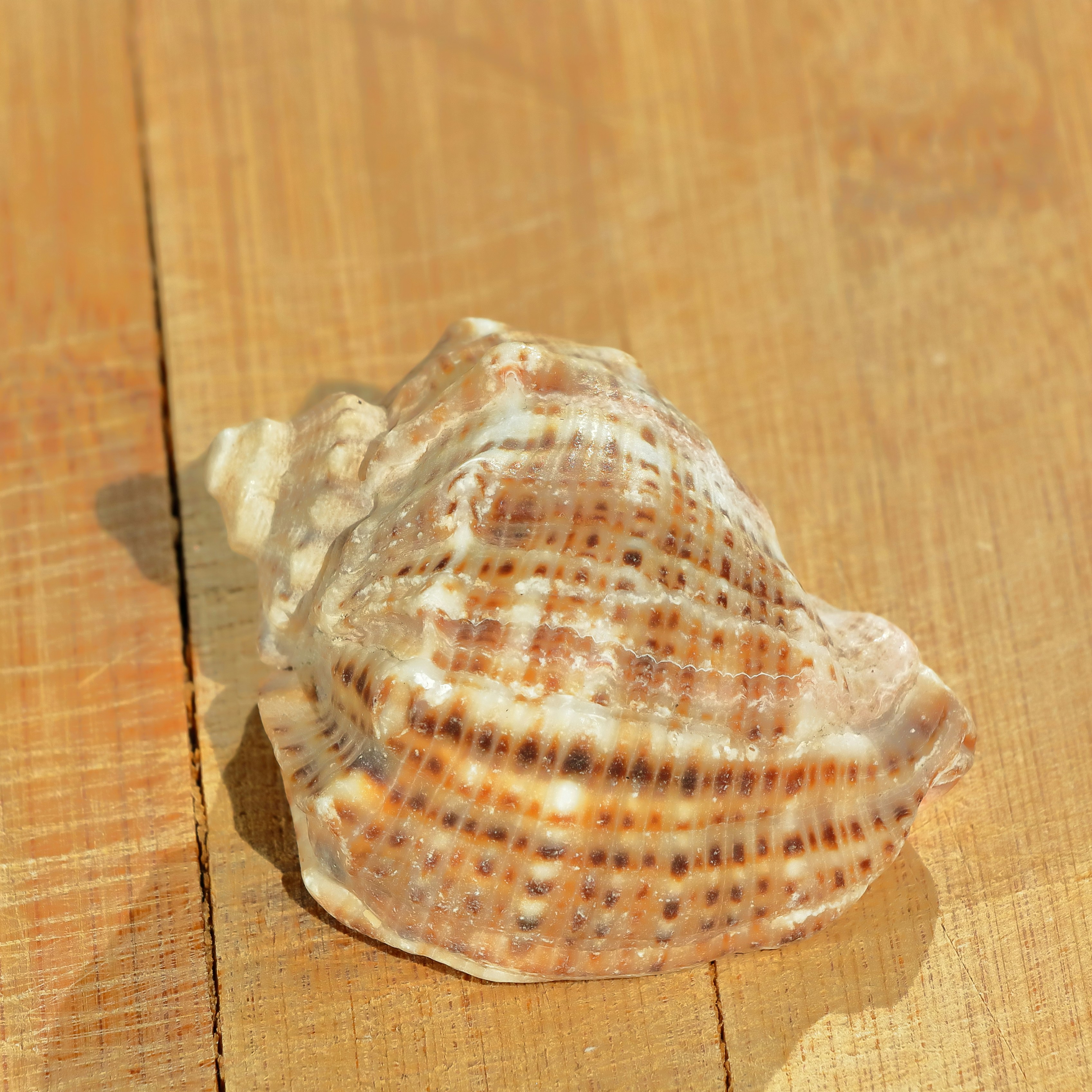 Shell on Sunlit Wood: A Close-Up of Nature’s Pattern