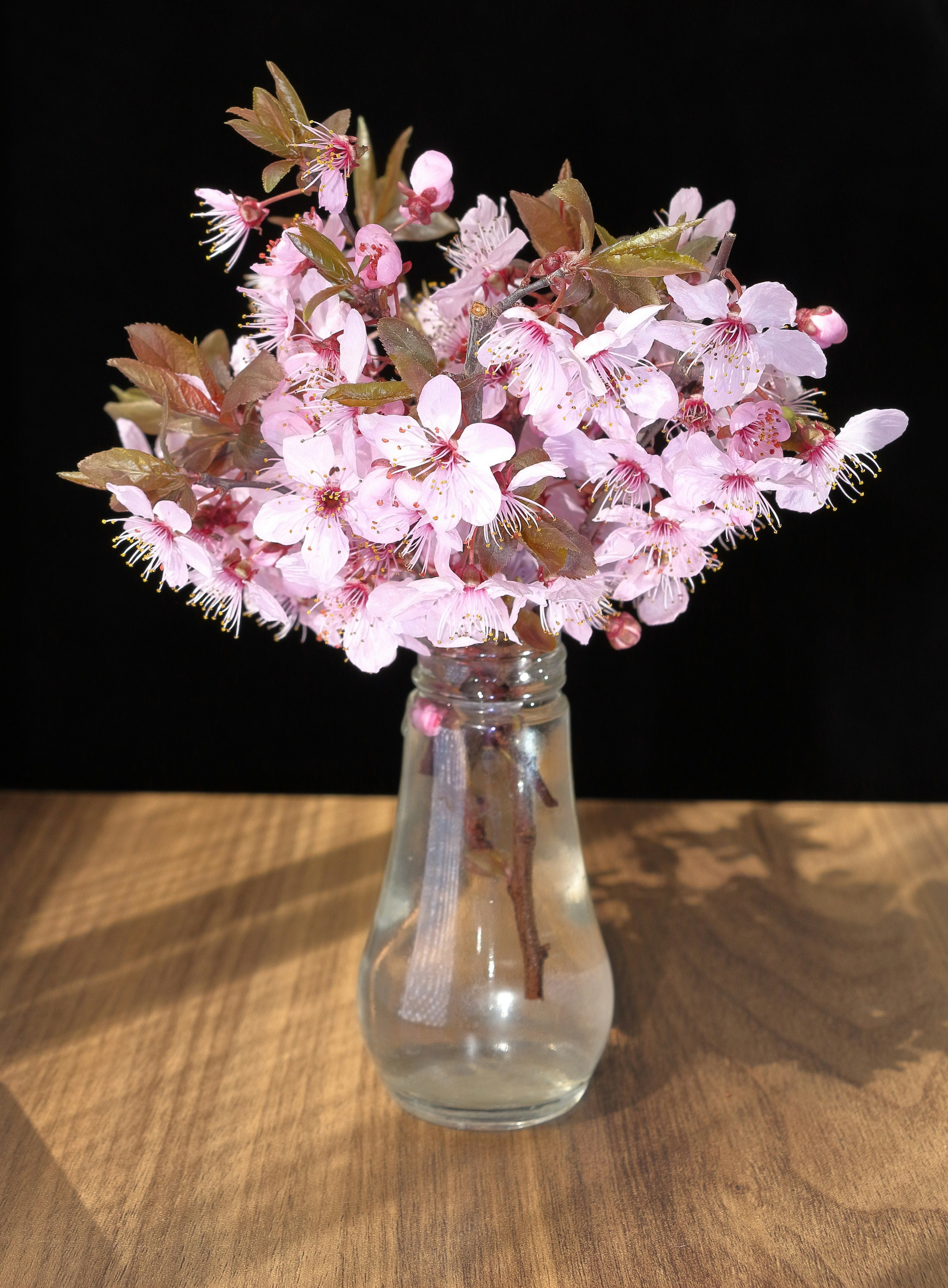 Blossoms in a Glass Vase: Soft Pink Cherry Blooms Against Night