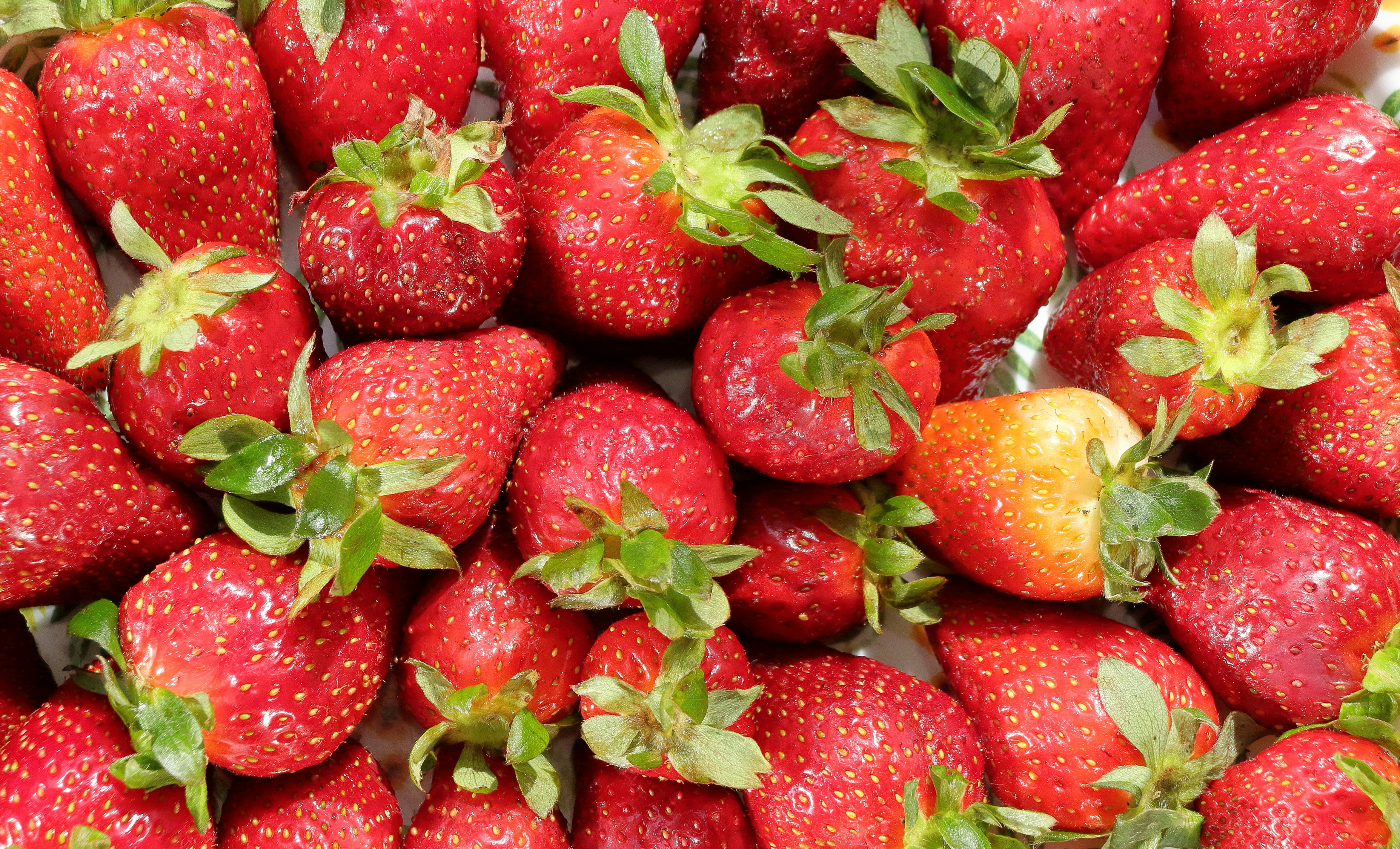 Red Harvest: Close-Cropped Field of Strawberries