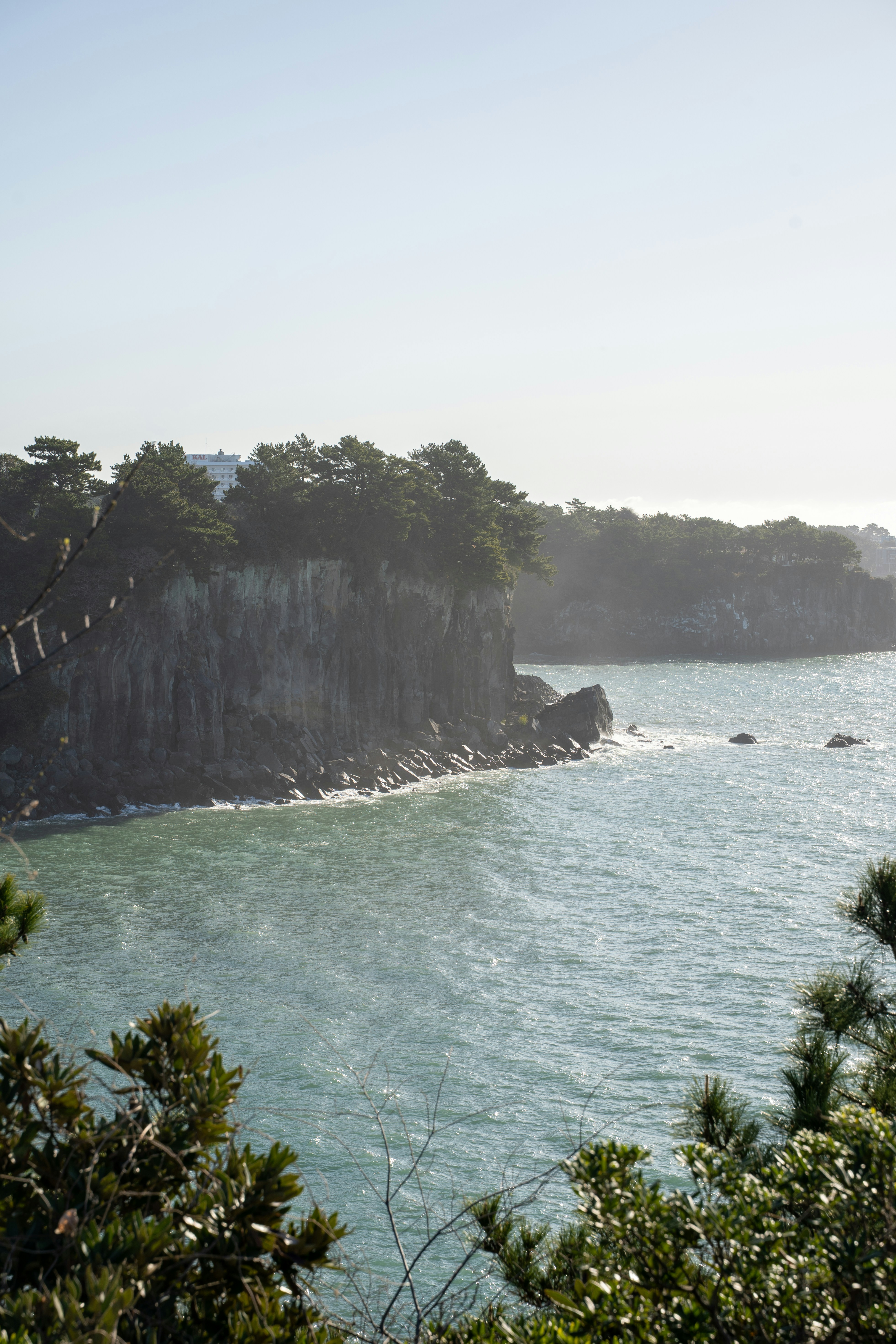 Cliffside Pines Over Calm Coastal Waters